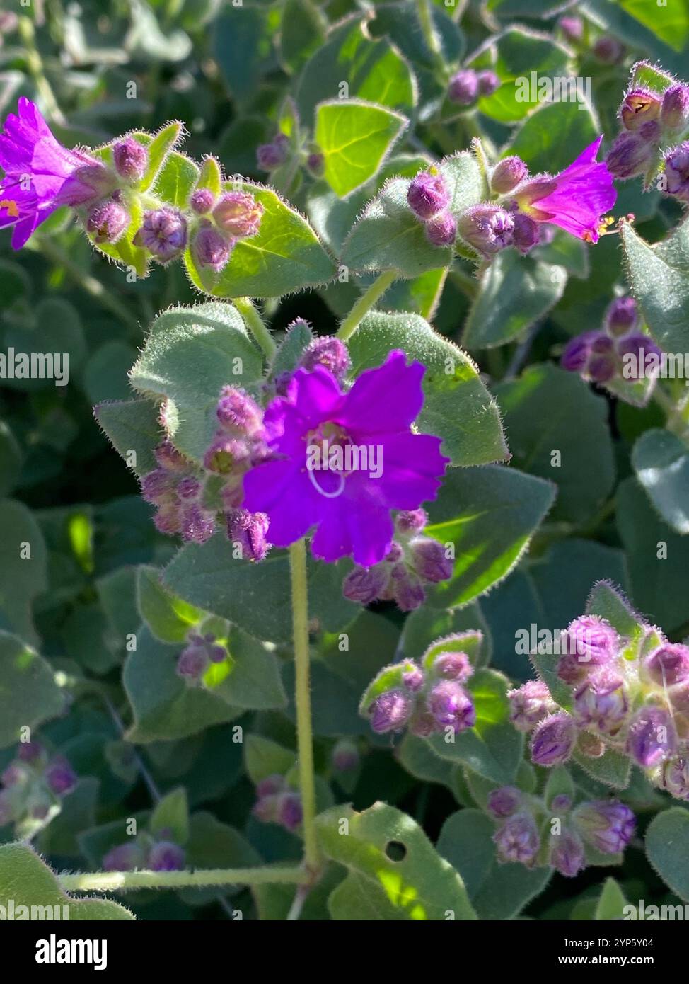 Wishbone Bush (Mirabilis laevis Stock Photo - Alamy