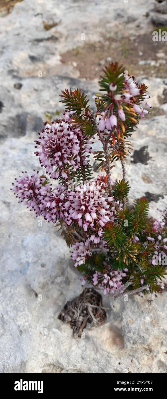 Mediterranean Heath (Erica multiflora Stock Photo - Alamy