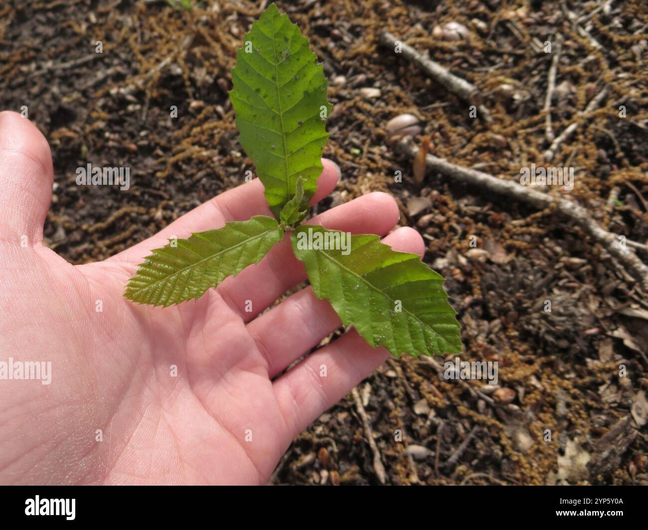 Sawtooth oak (Quercus acutissima Stock Photo - Alamy