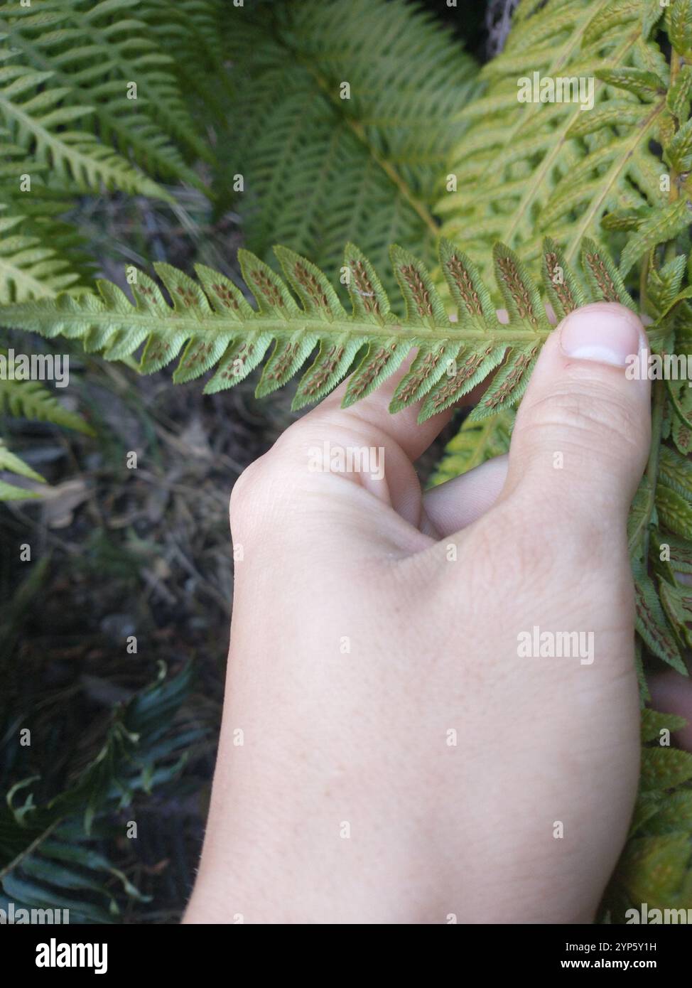 giant chain fern (Woodwardia fimbriata Stock Photo - Alamy