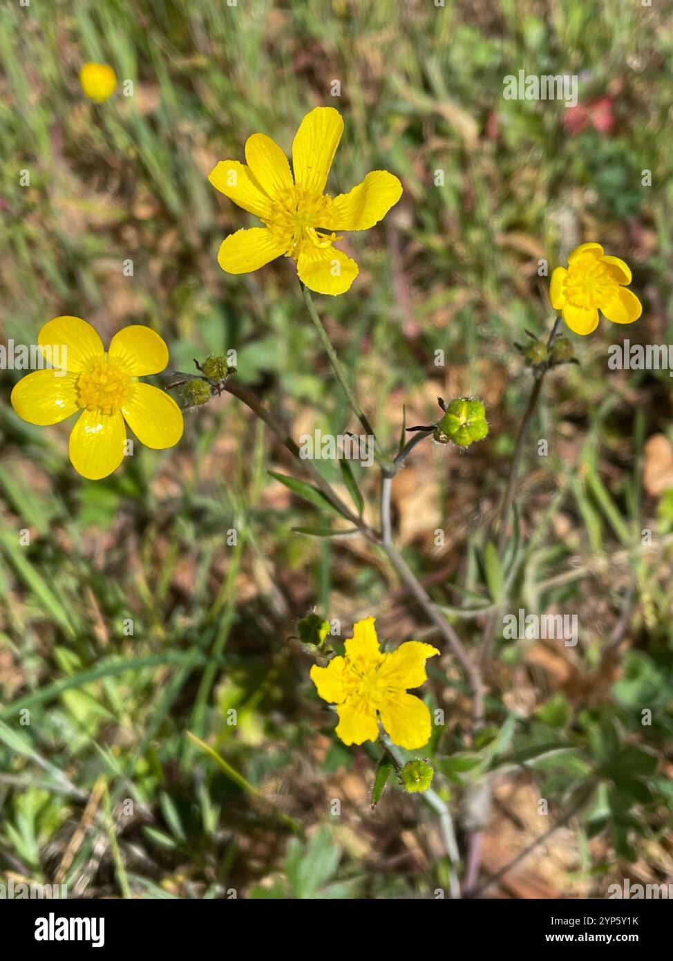 Western Buttercup (Ranunculus occidentalis Stock Photo - Alamy