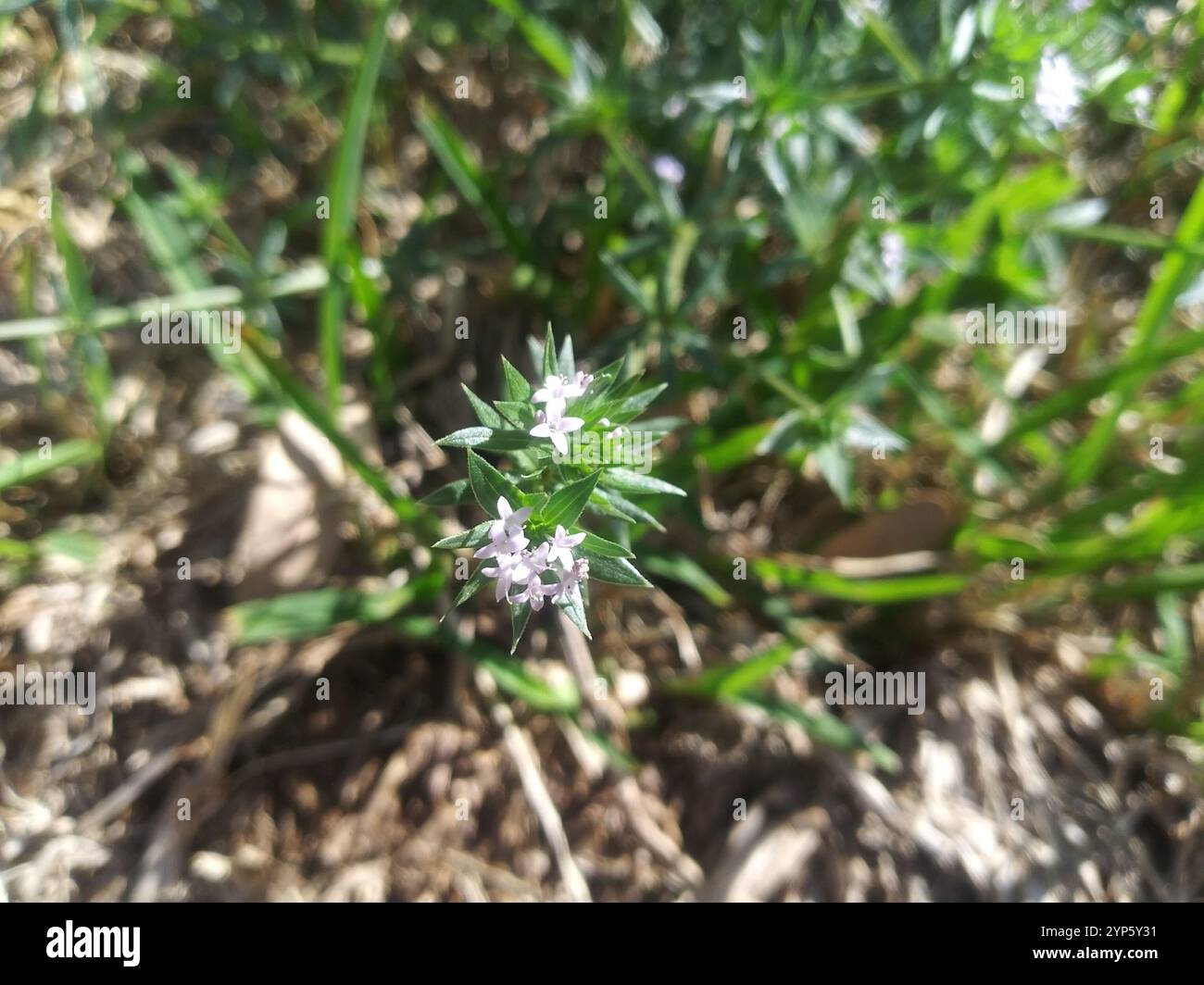 Field madder (Sherardia arvensis Stock Photo - Alamy
