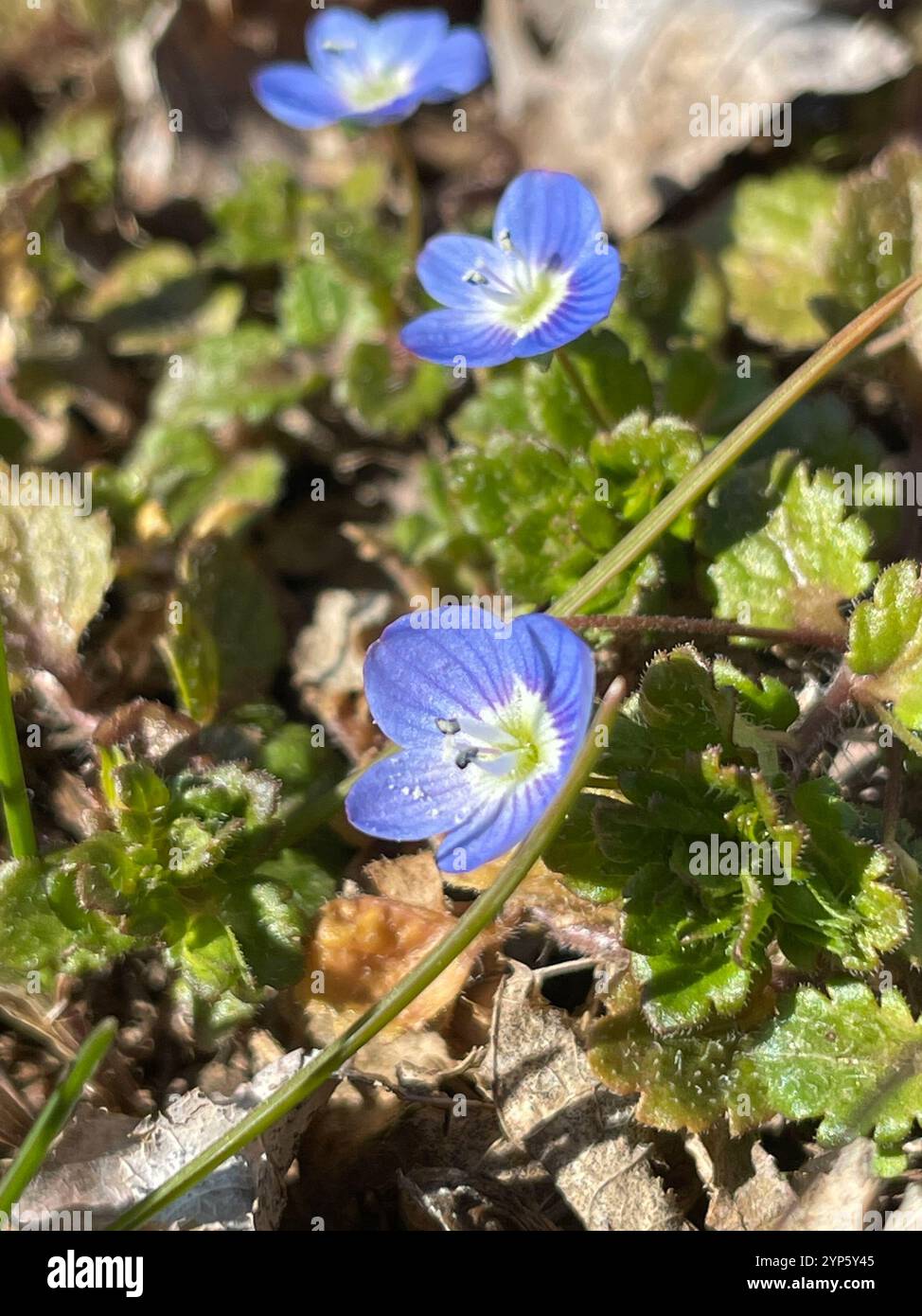 bird's-eye speedwell (Veronica persica Stock Photo - Alamy