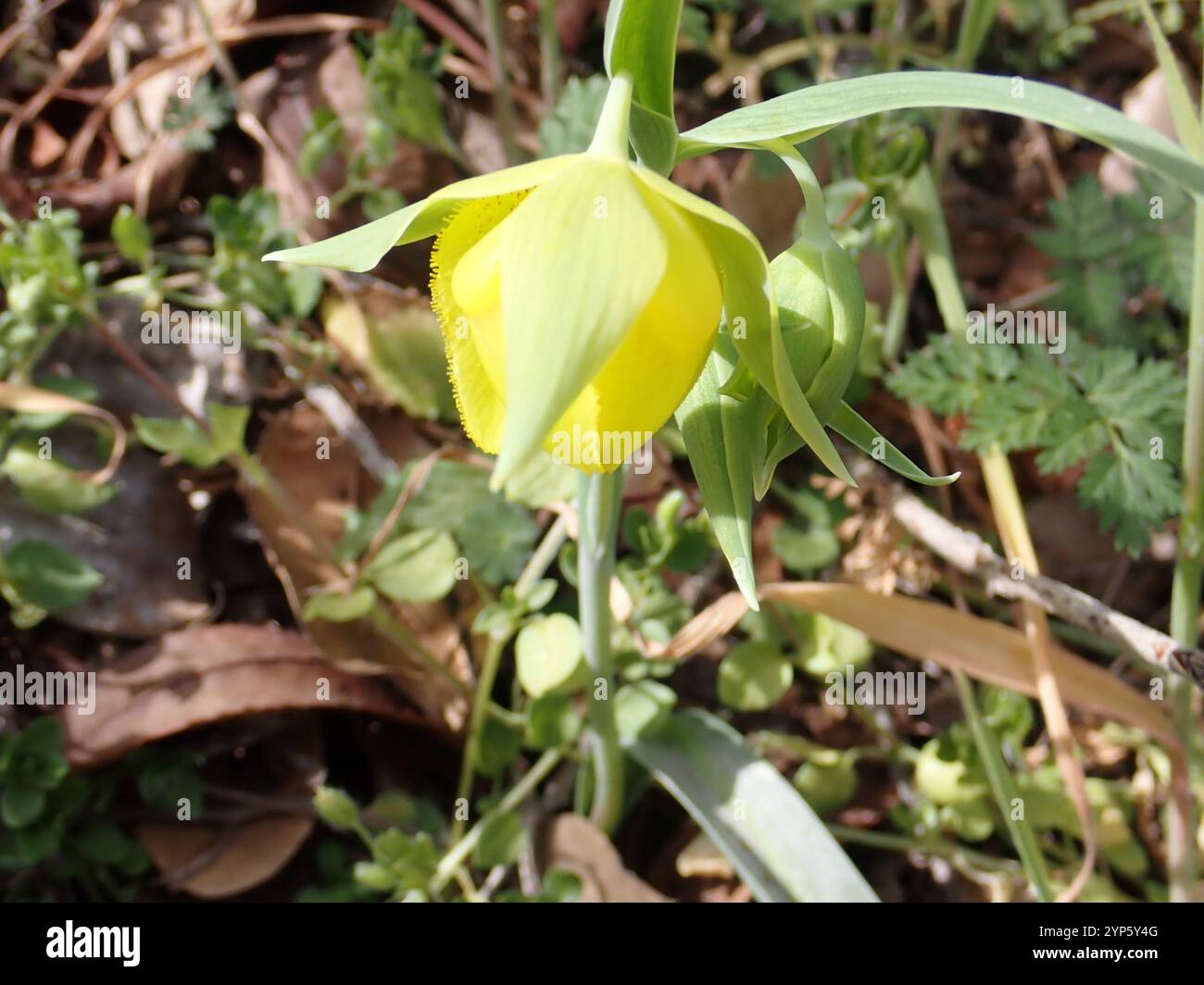 Mount Diablo fairy-lantern (Calochortus pulchellus Stock Photo - Alamy