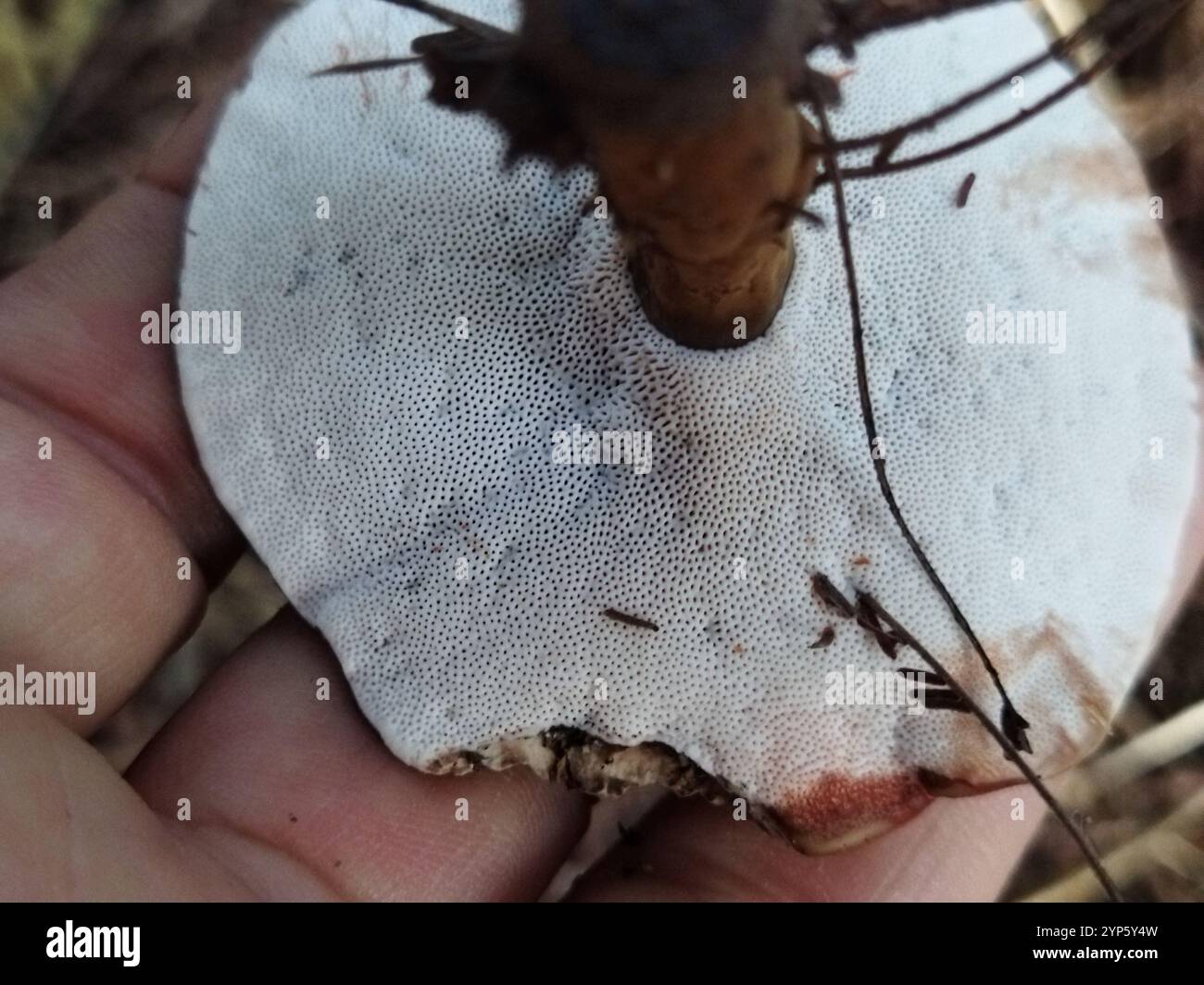 red-staining stalked polypore (Sanguinoderma rude Stock Photo - Alamy