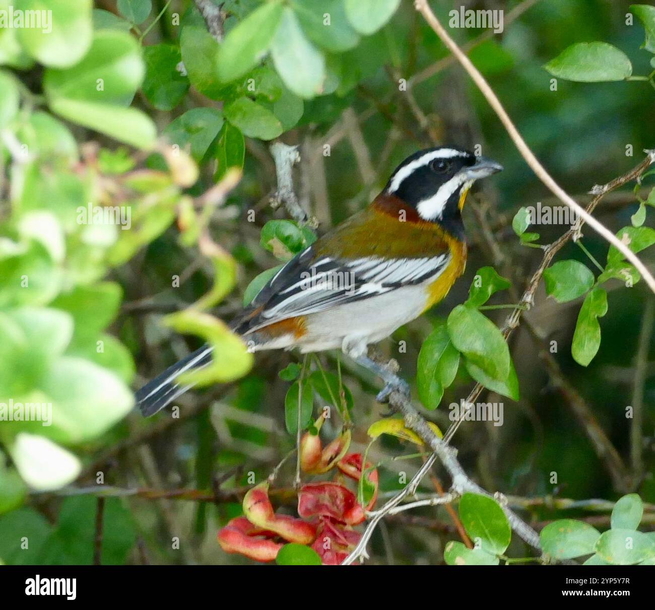 Western Spindalis (Spindalis zena Stock Photo - Alamy