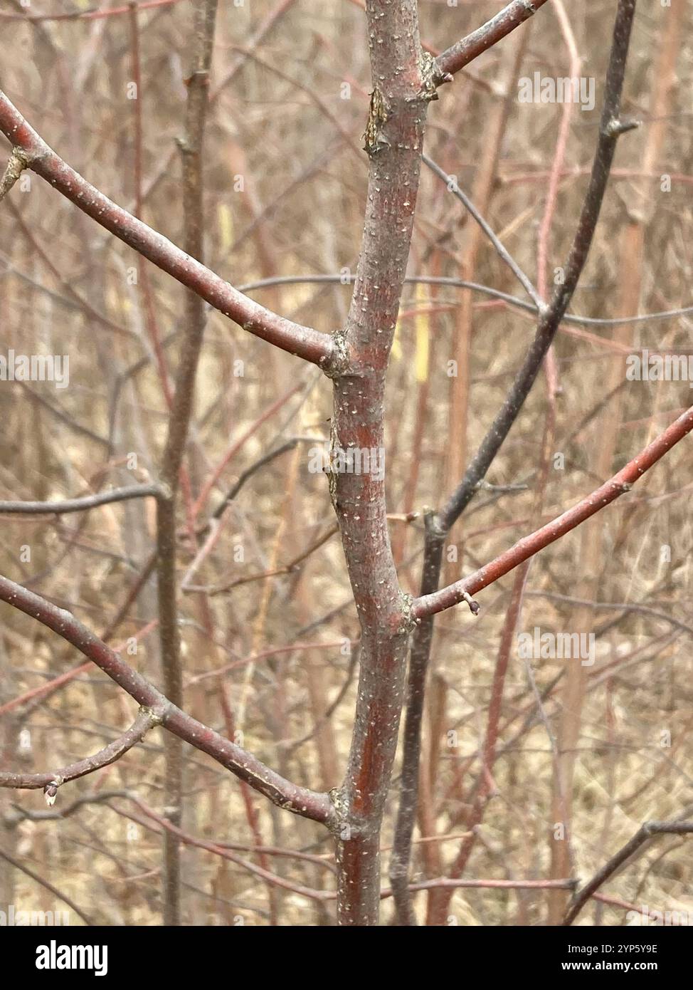 American hazelnut (Corylus americana Stock Photo - Alamy