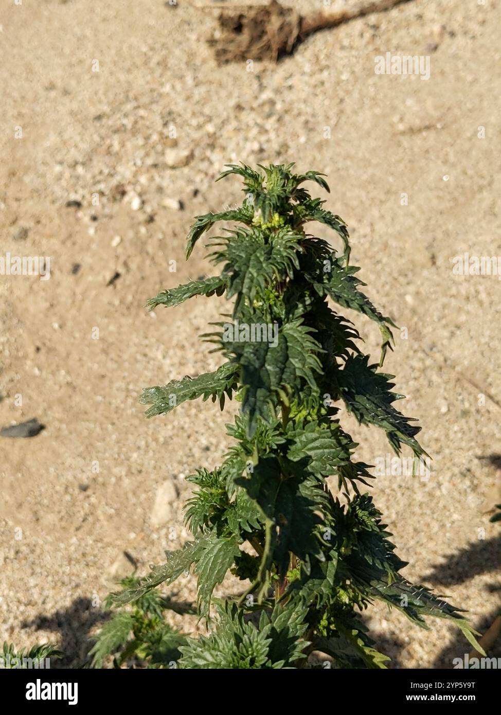 Dwarf Nettle (Urtica urens Stock Photo - Alamy