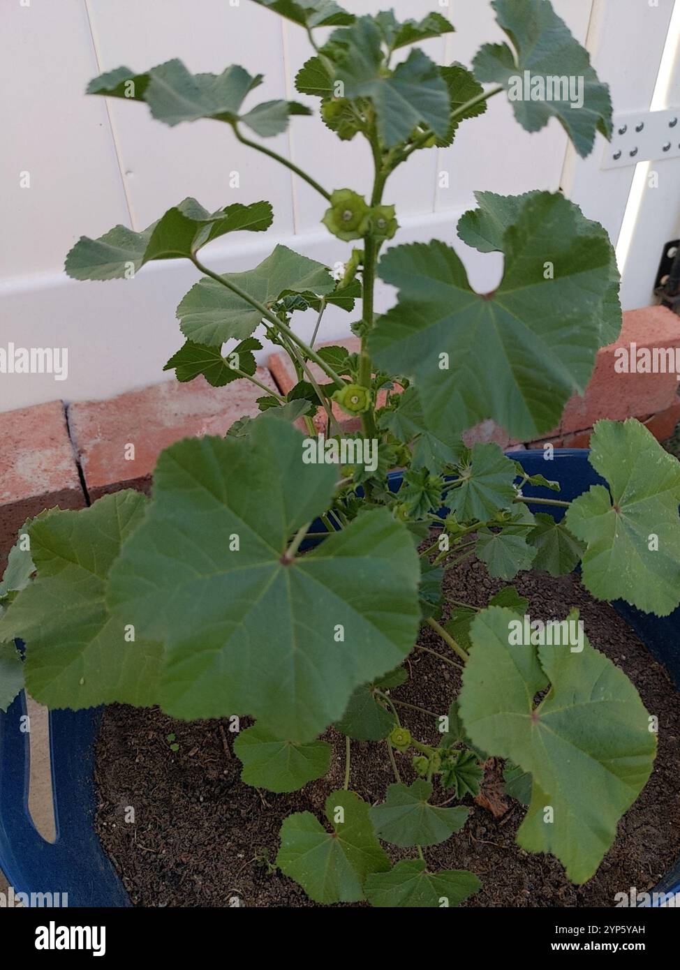 cheeseweed mallow (Malva parviflora Stock Photo - Alamy