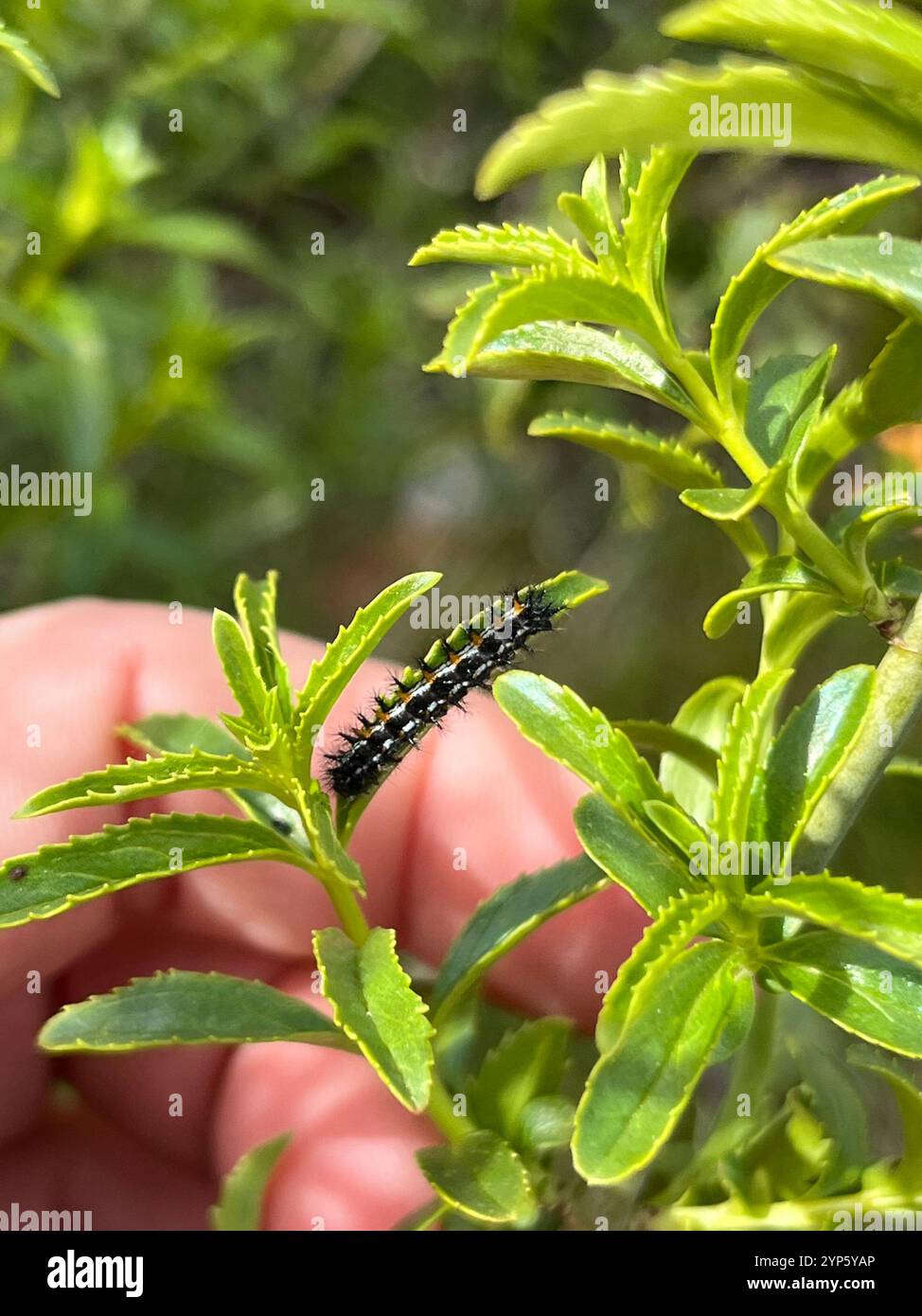 Variable Checkerspot (Euphydryas chalcedona Stock Photo - Alamy