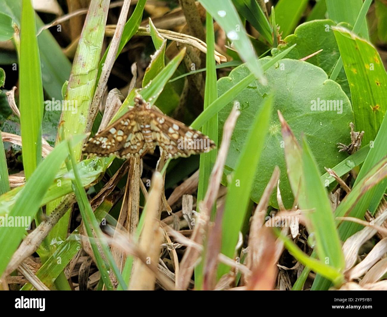 Stained-glass Moth (Samea castellalis Stock Photo - Alamy
