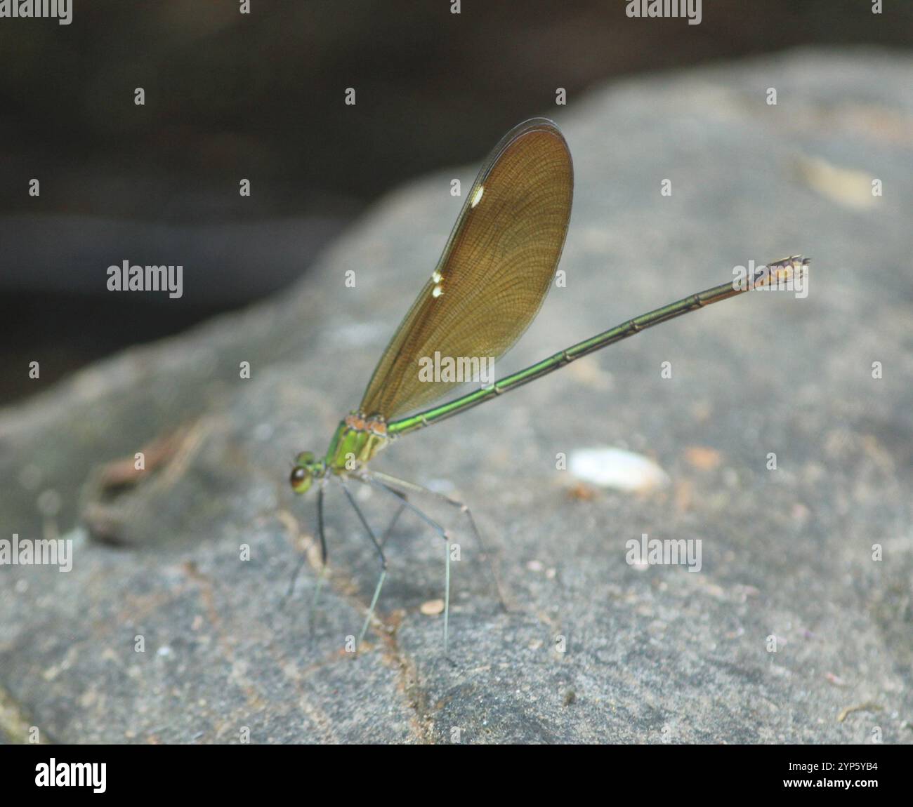 Green Metalwing (Neurobasis chinensis Stock Photo - Alamy