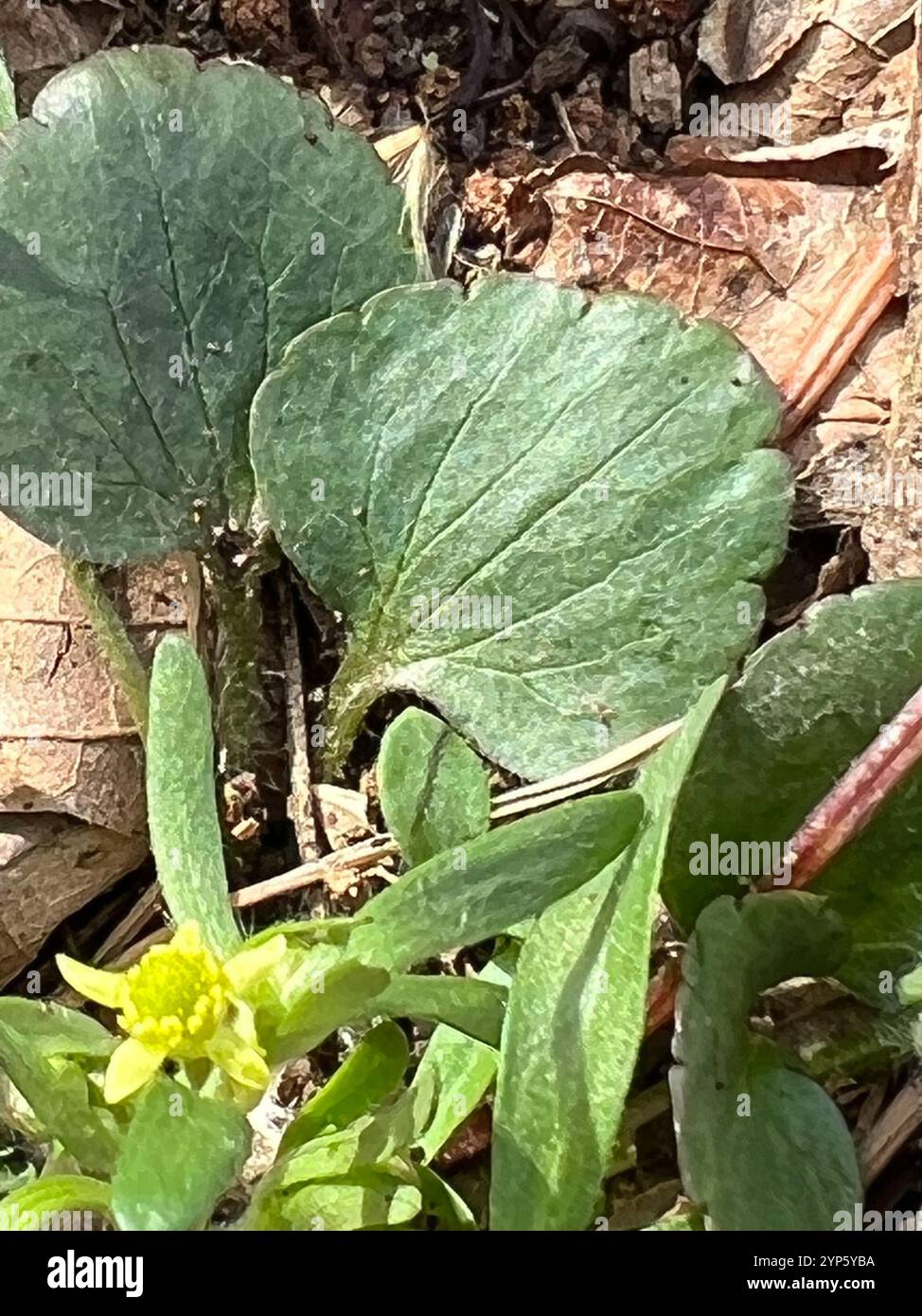 rock buttercup (Ranunculus micranthus Stock Photo - Alamy