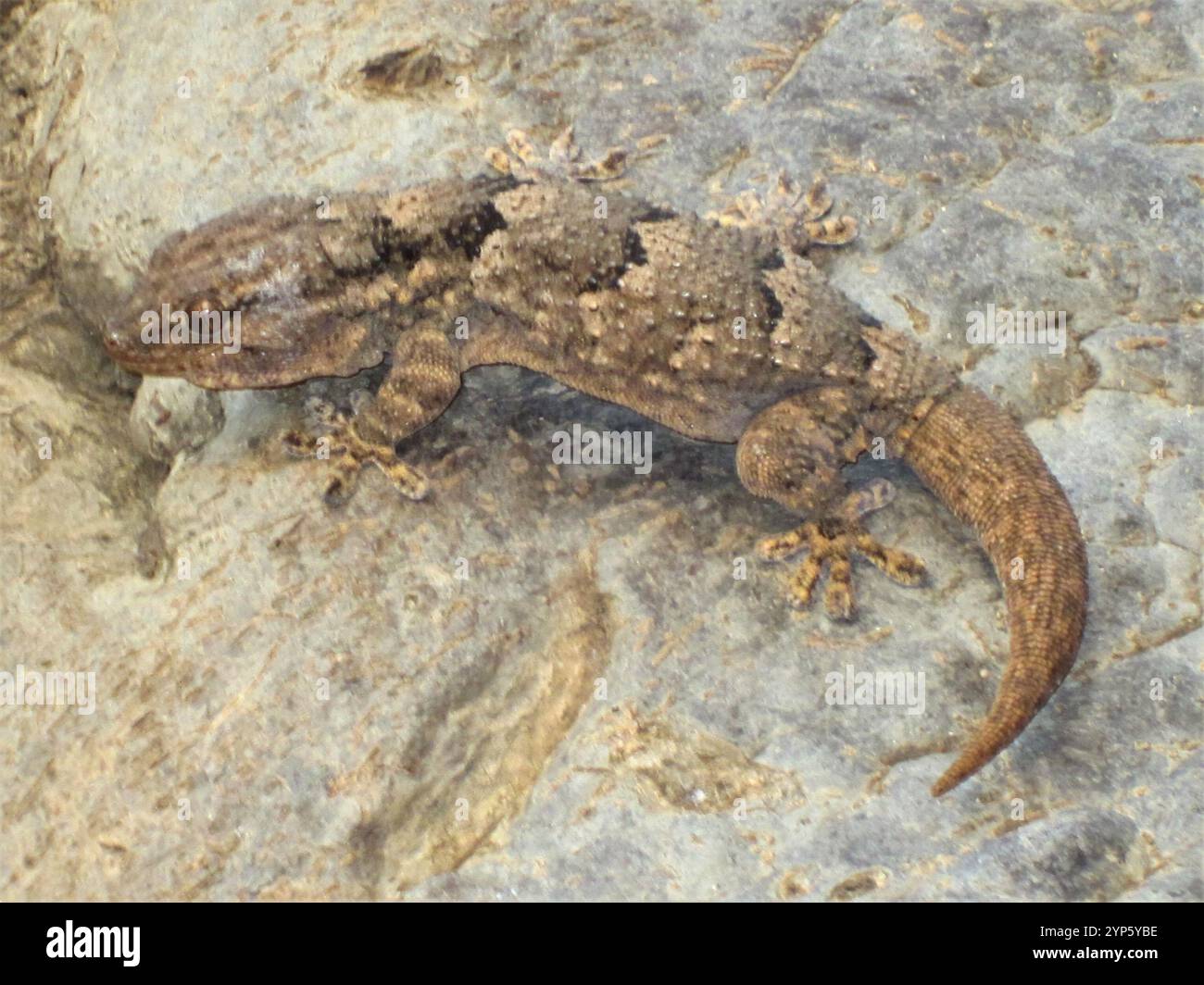 Senegambian wall gecko tarentola senegambiae hi-res stock photography ...