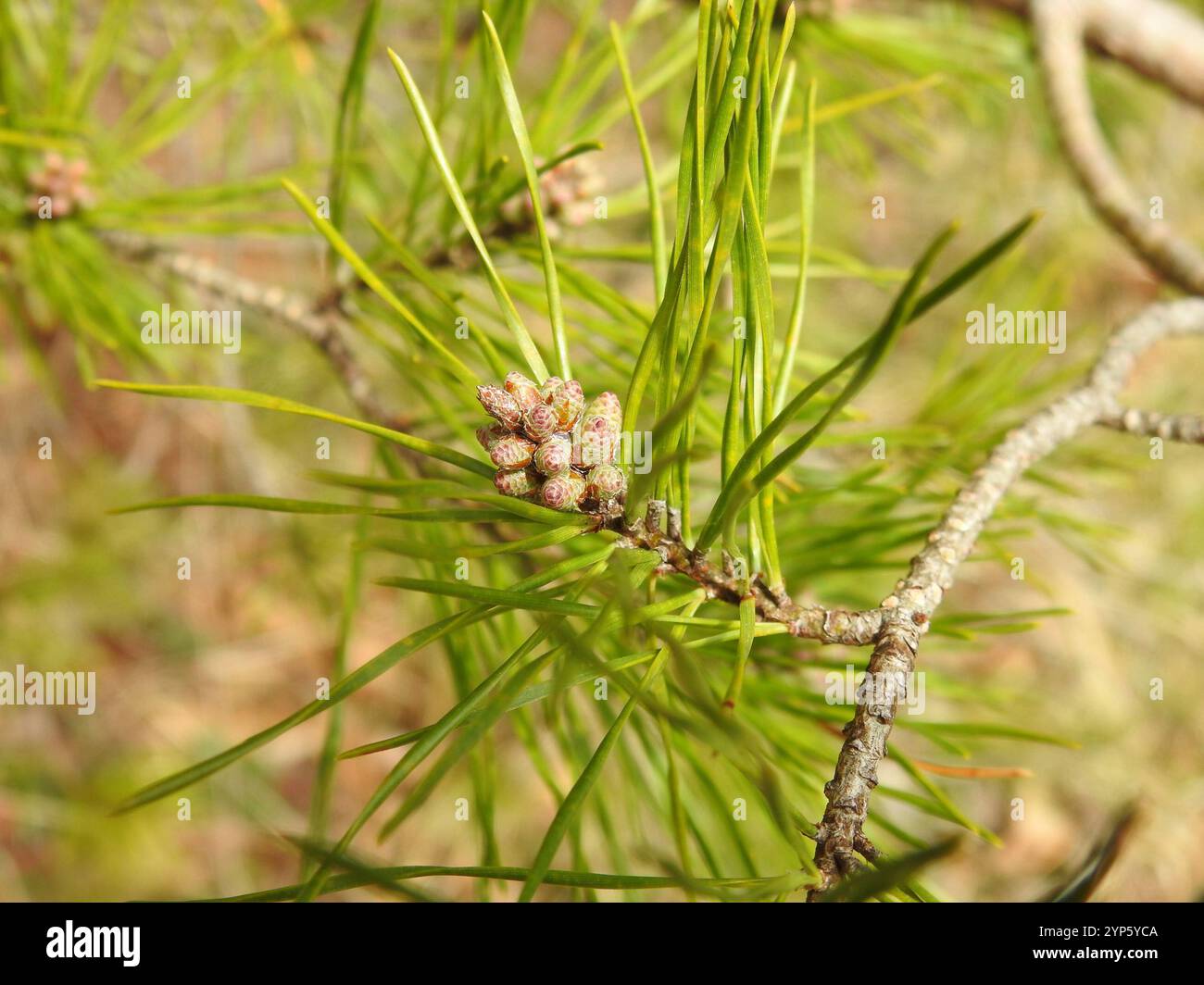 Virginia pine (Pinus virginiana Stock Photo - Alamy