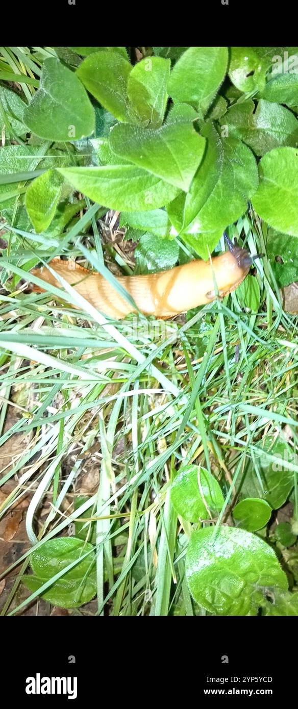Western Dusky Slug (Arion subfuscus Stock Photo - Alamy