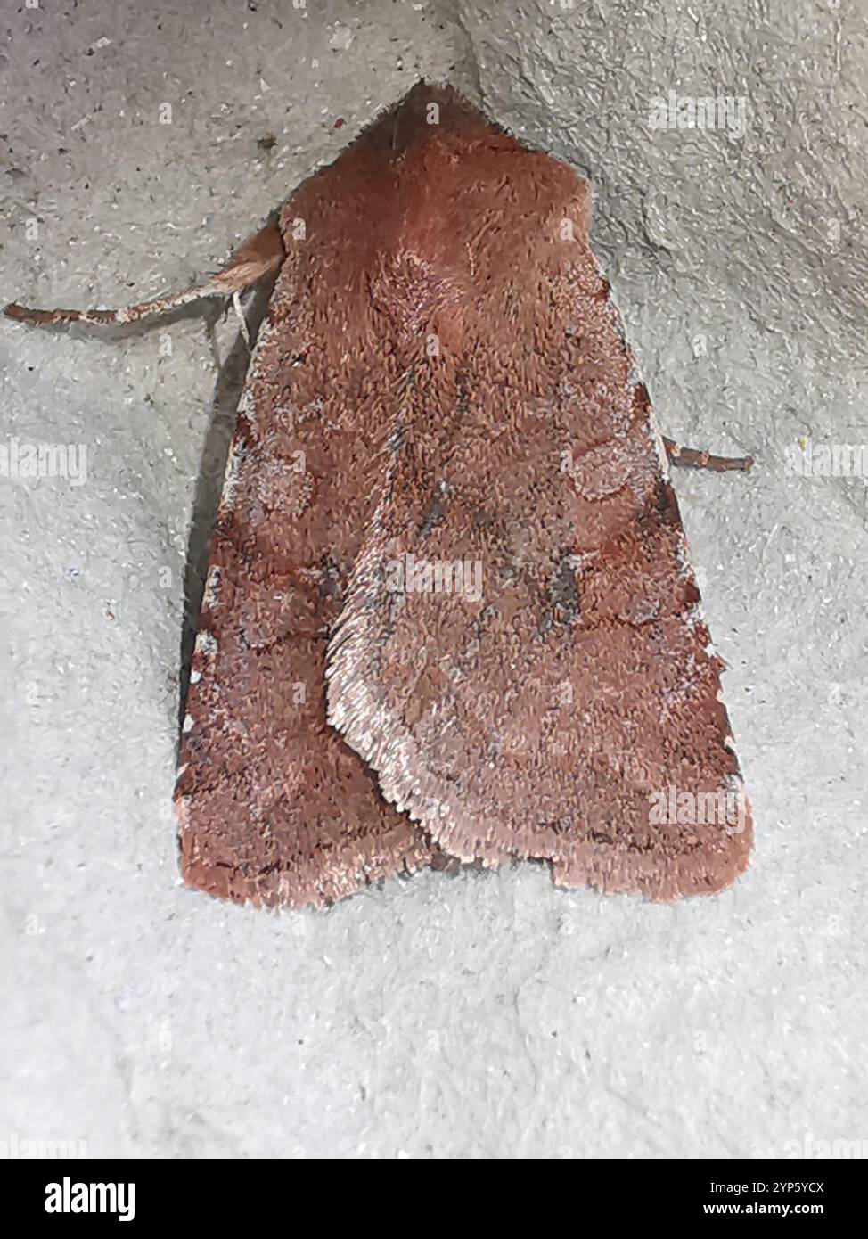 Red Chestnut (Cerastis rubricosa Stock Photo - Alamy