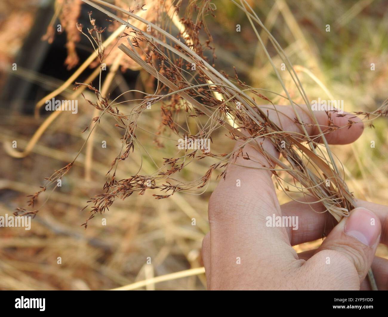 woolgrass (Scirpus cyperinus Stock Photo - Alamy