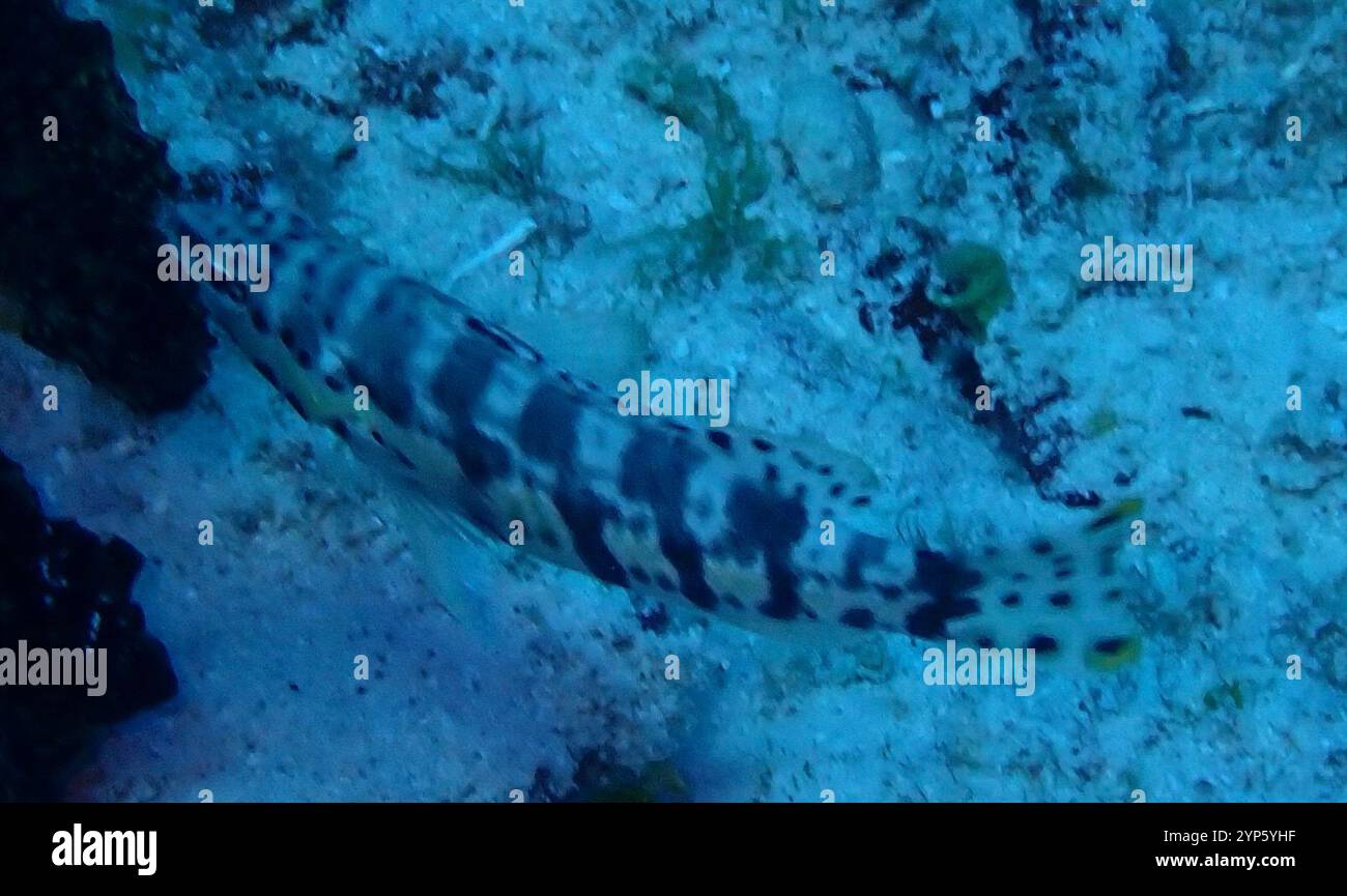 Harlequin Bass (Serranus tigrinus Stock Photo - Alamy