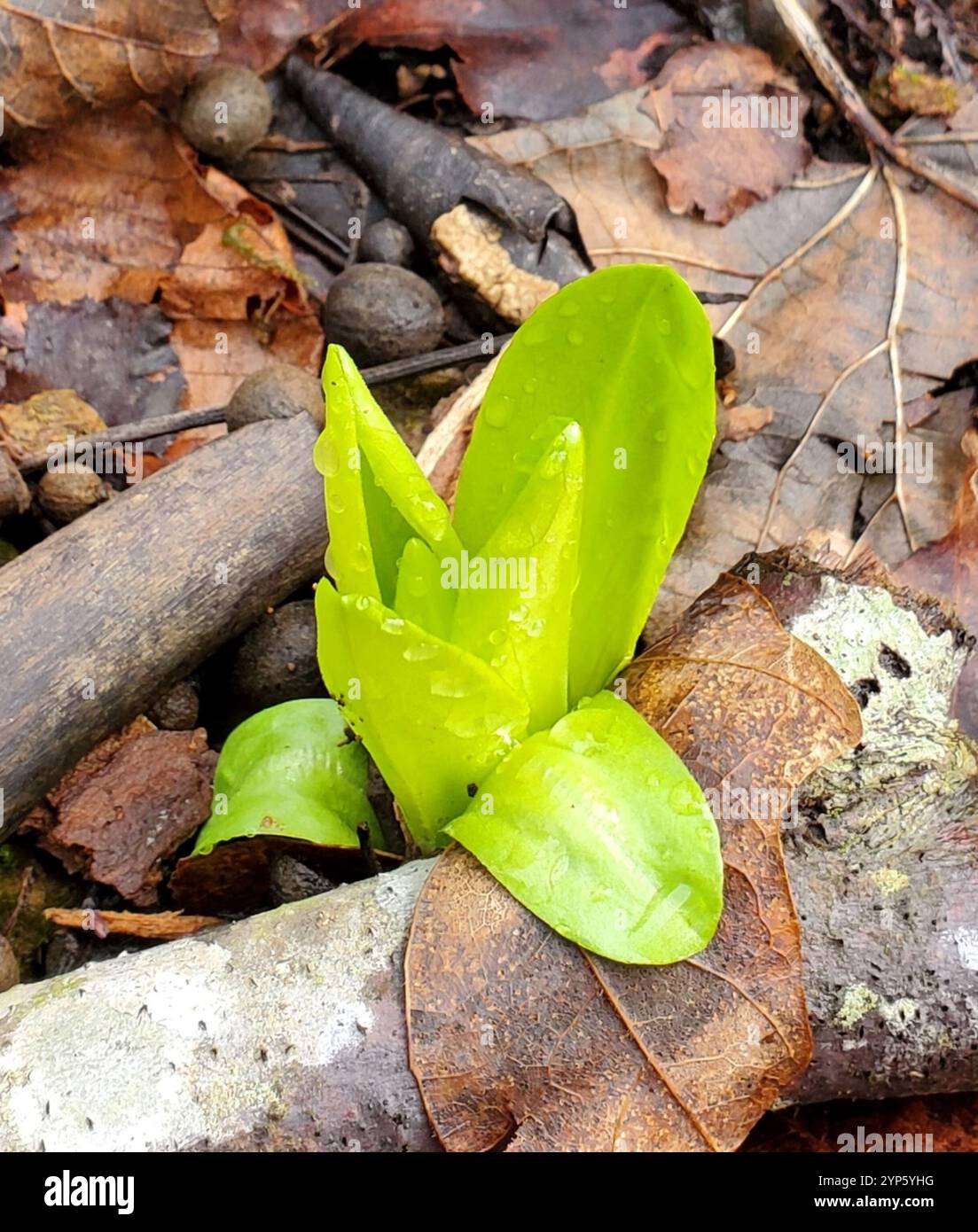 eastern shooting star (Primula meadia Stock Photo - Alamy