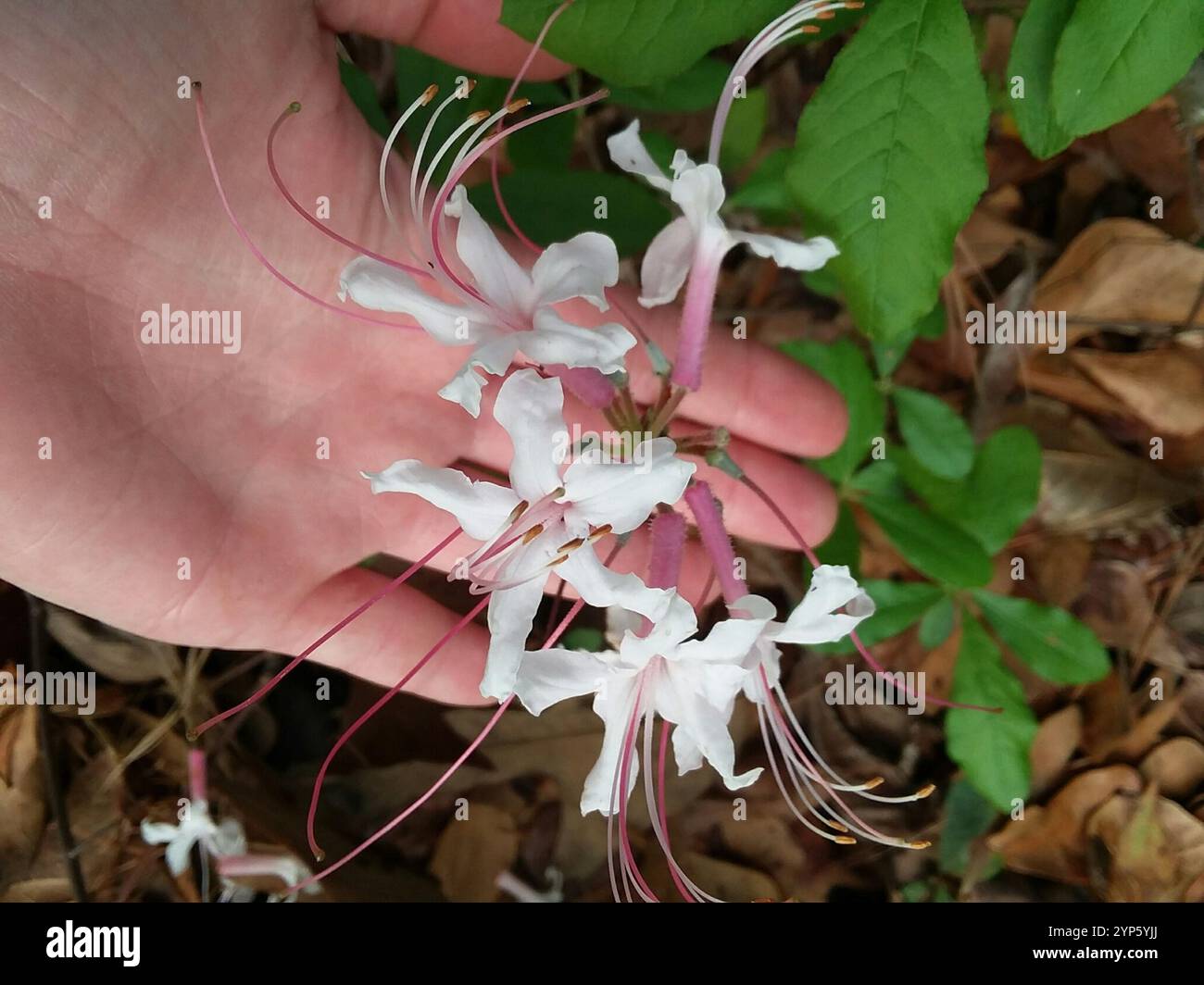 Mountain Azalea (Rhododendron canescens Stock Photo - Alamy
