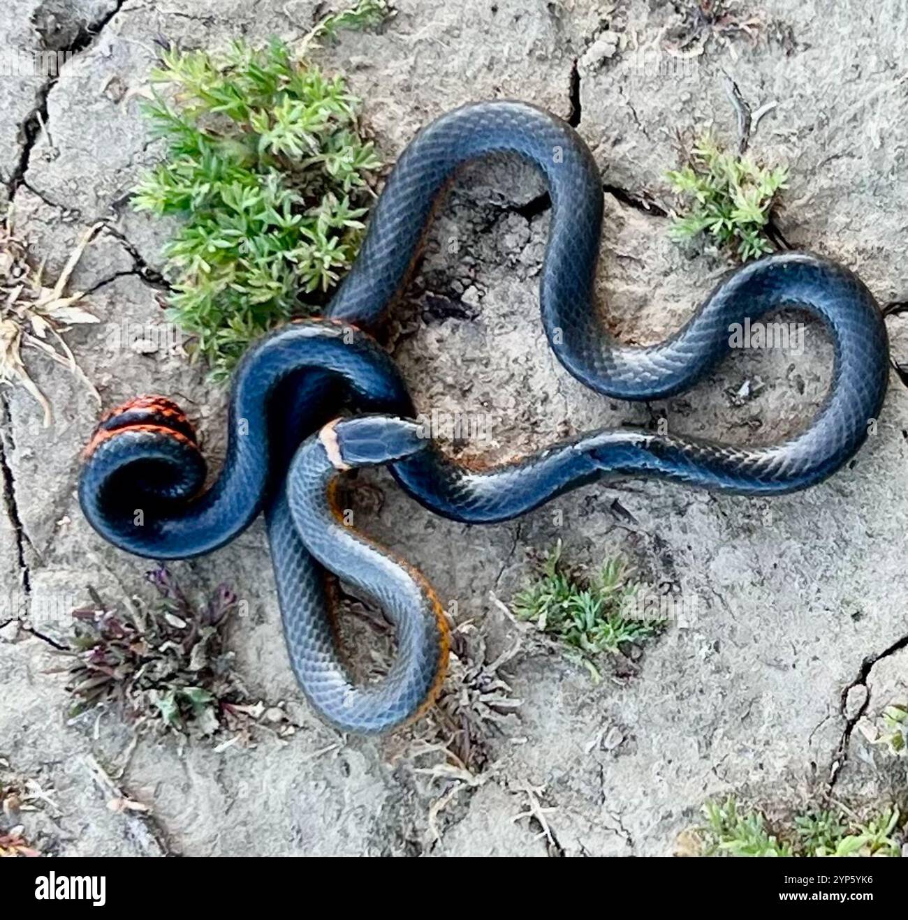 Pacific Ringneck Snake (Diadophis punctatus amabilis Stock Photo - Alamy