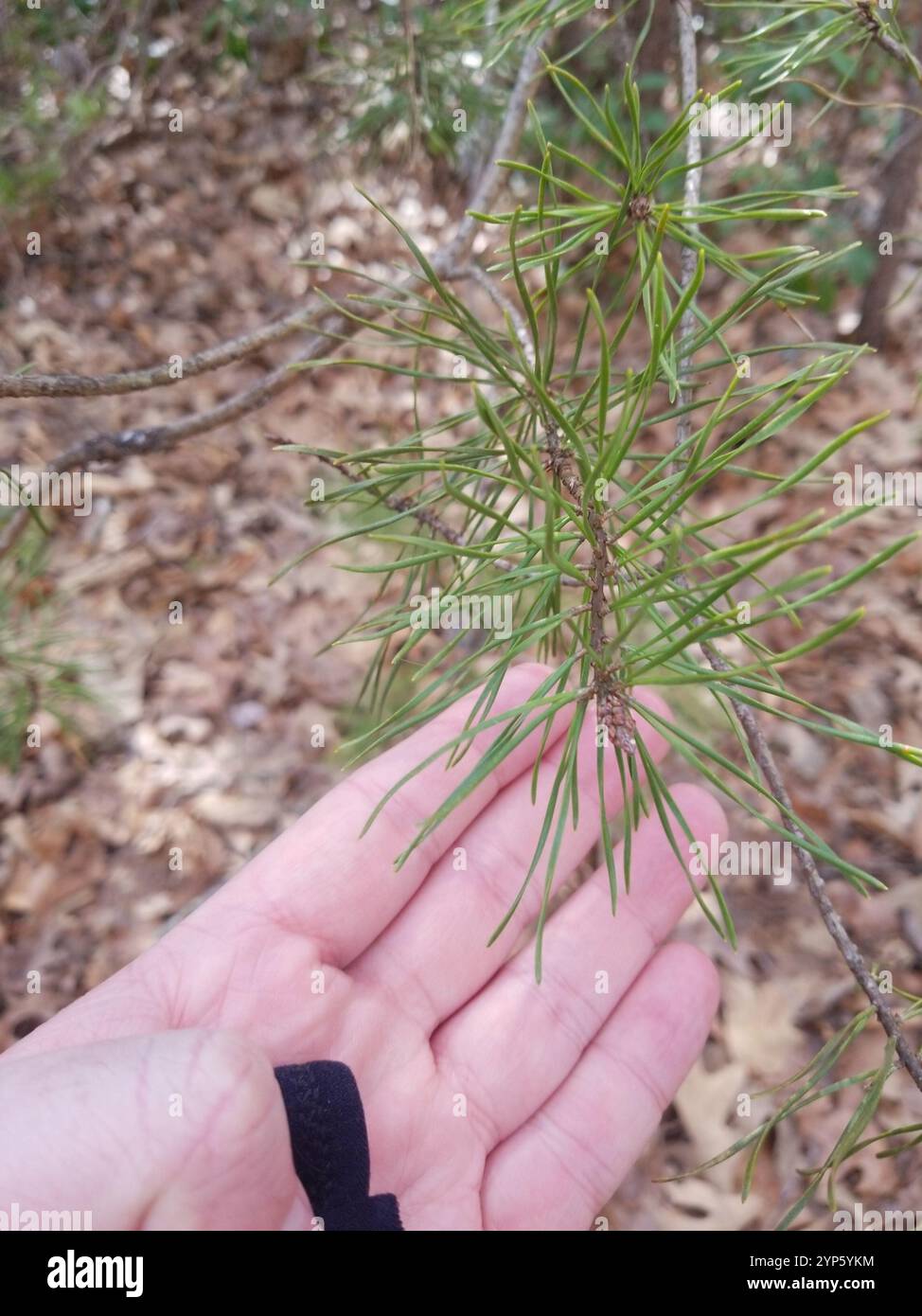 Virginia pine (Pinus virginiana Stock Photo - Alamy