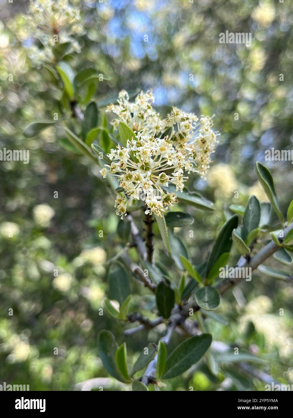 Buckbrush (Ceanothus cuneatus Stock Photo - Alamy