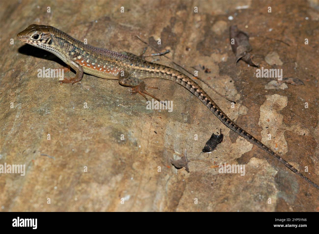 Red-legged Girdled Lizard (Zonosaurus rufipes Stock Photo - Alamy