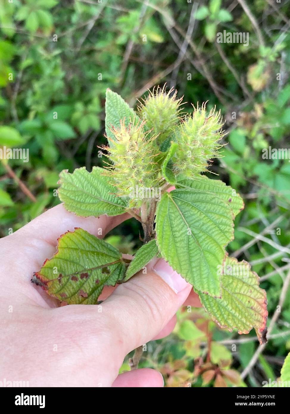 Field Copperleaf (Acalypha arvensis Stock Photo - Alamy