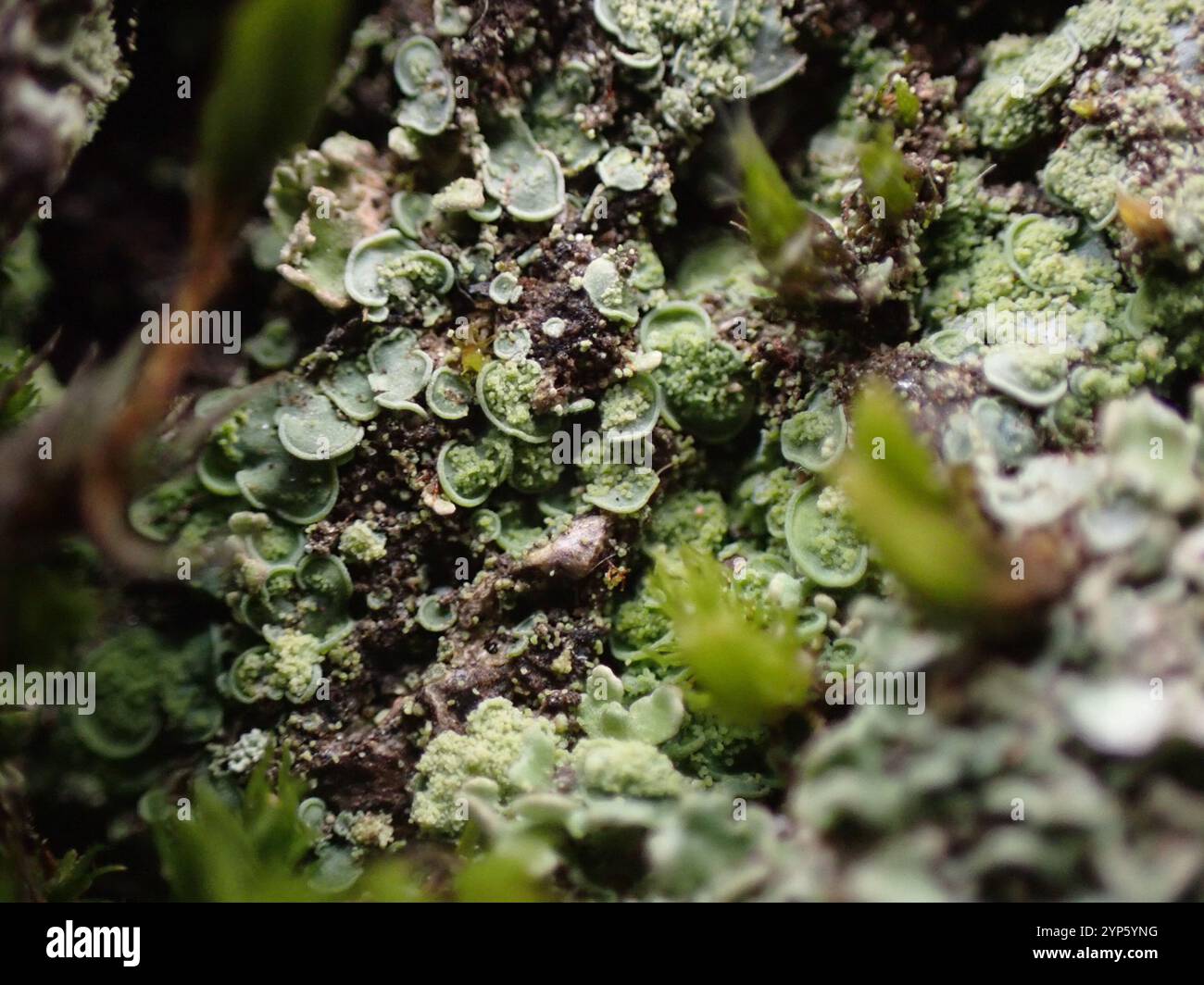 Elf Ears lichen (Normandina pulchella Stock Photo - Alamy