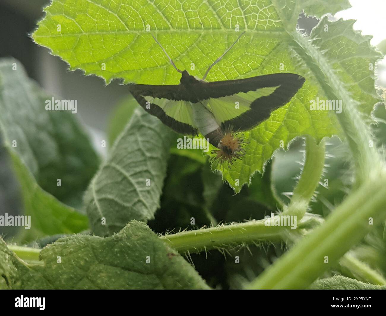 Cucumber Moth (Diaphania indica Stock Photo - Alamy