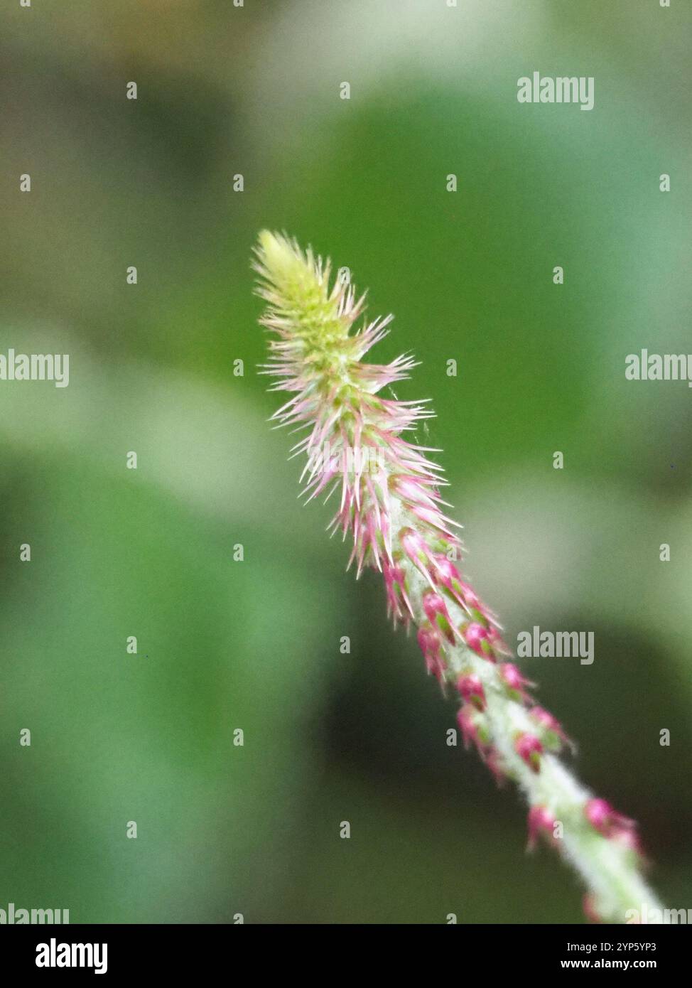(Achyranthes aspera indica Stock Photo - Alamy