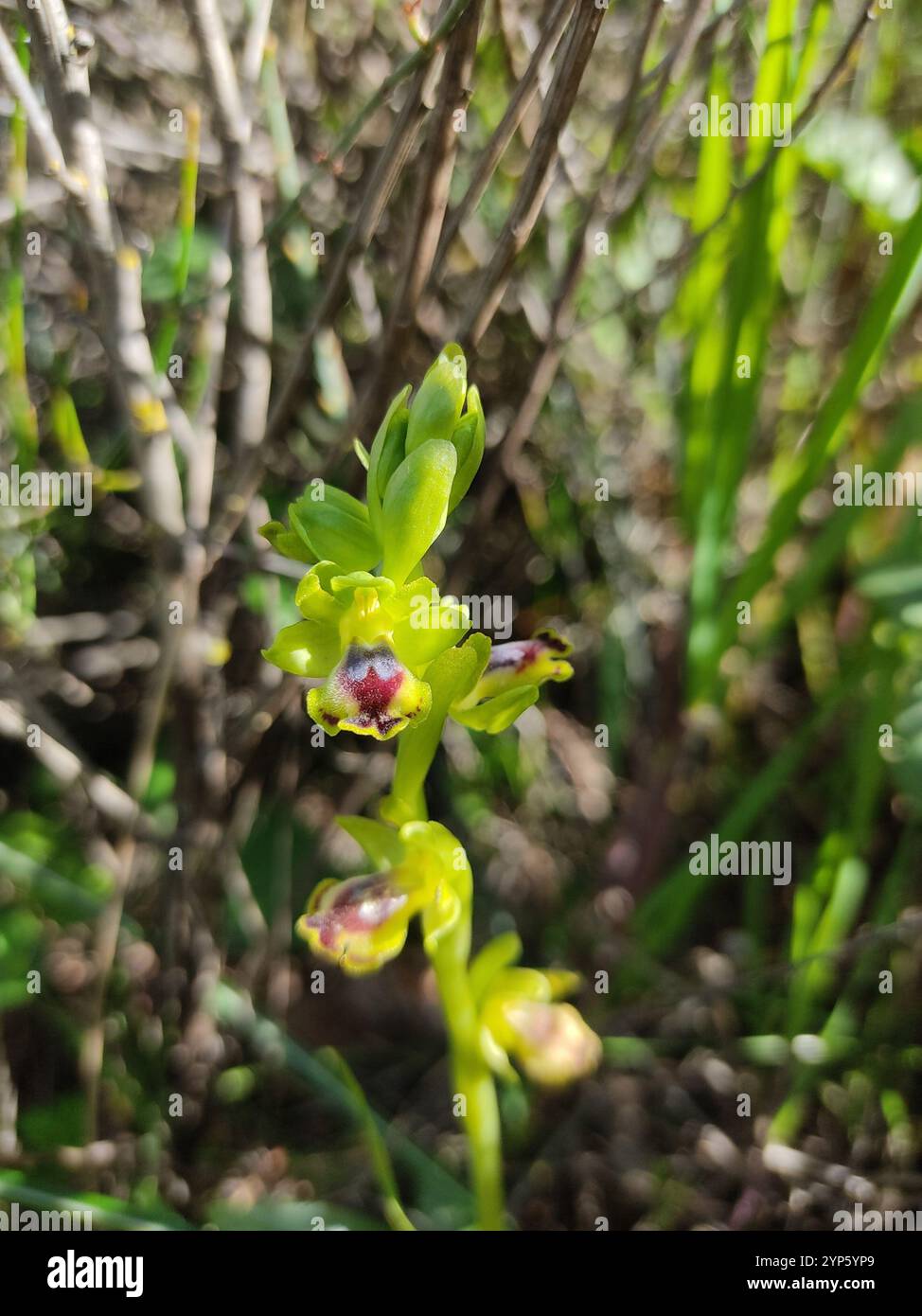Galilean Yellow Bee-orchid (Ophrys lutea galilaea Stock Photo - Alamy
