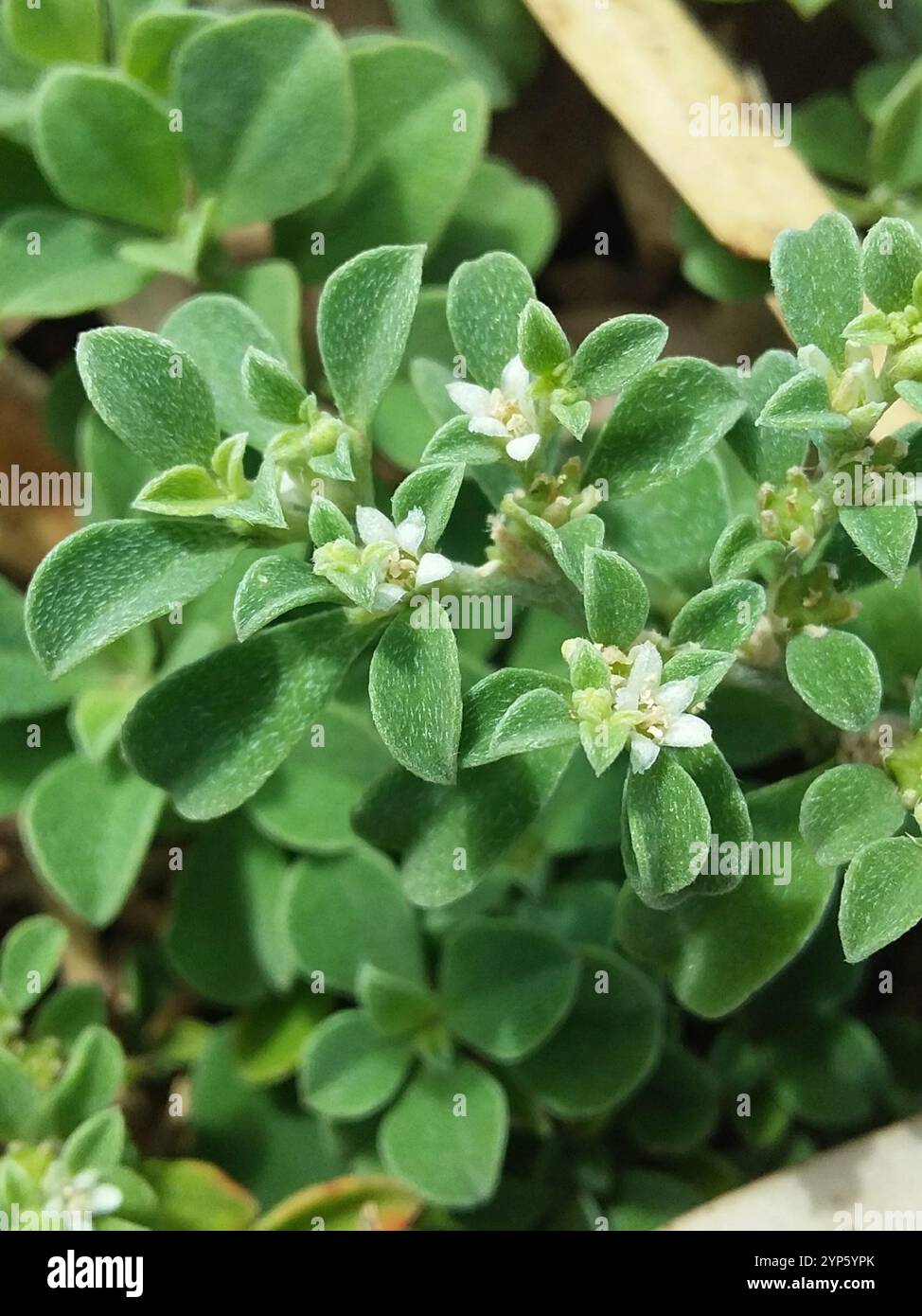 Coastal Galenia (Aizoon pubescens Stock Photo - Alamy