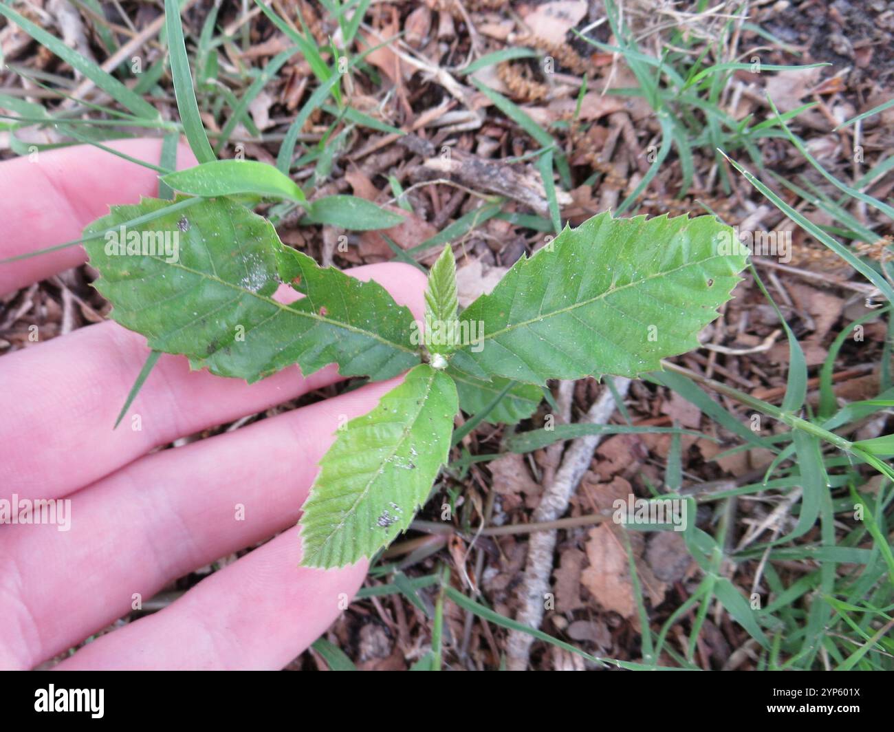 Sawtooth oak (Quercus acutissima Stock Photo - Alamy