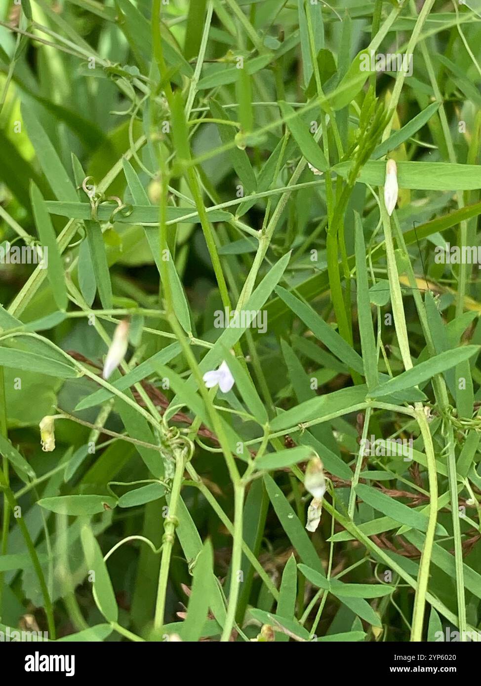 Fourleaf Vetch (Vicia acutifolia Stock Photo - Alamy