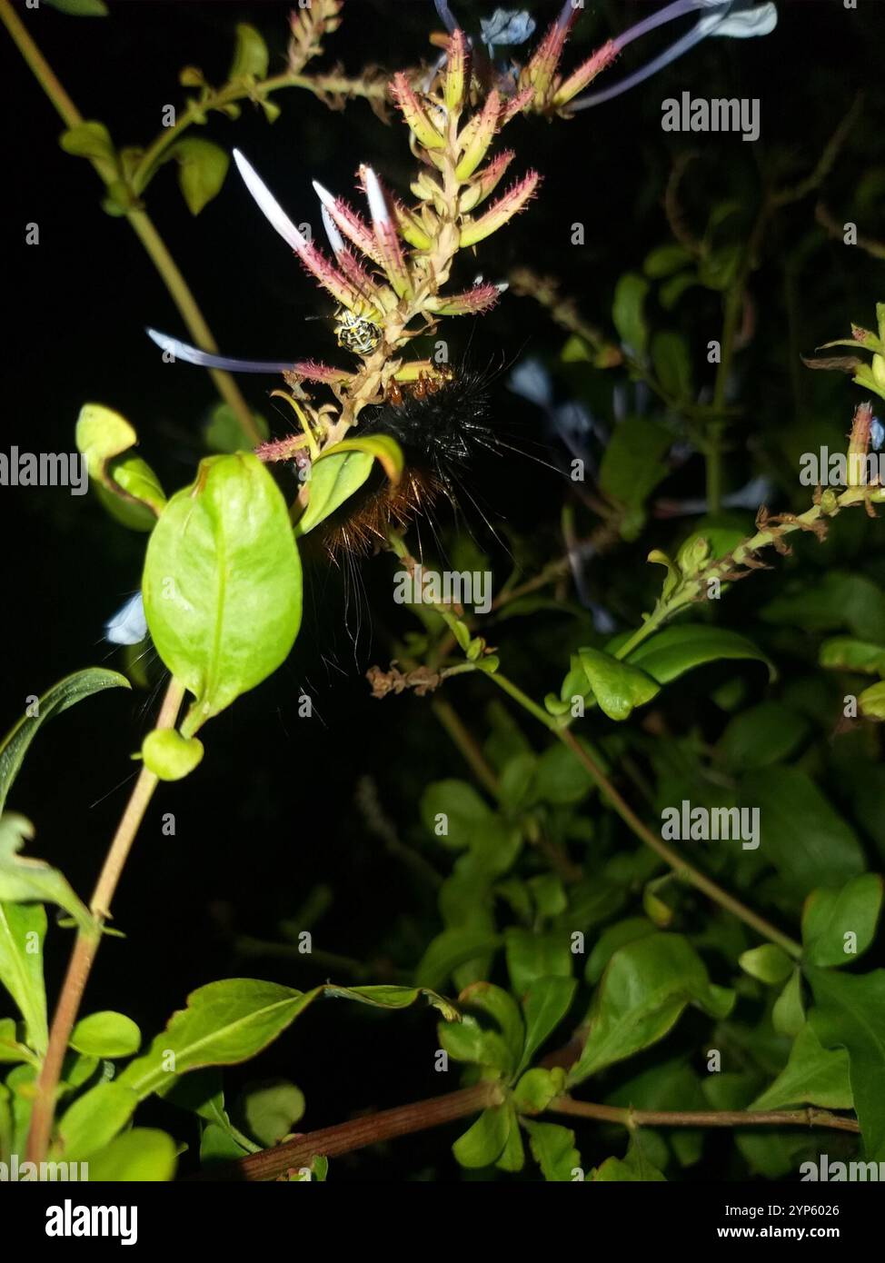 Variegated Coffee Bugs (Antestiopsis Stock Photo - Alamy