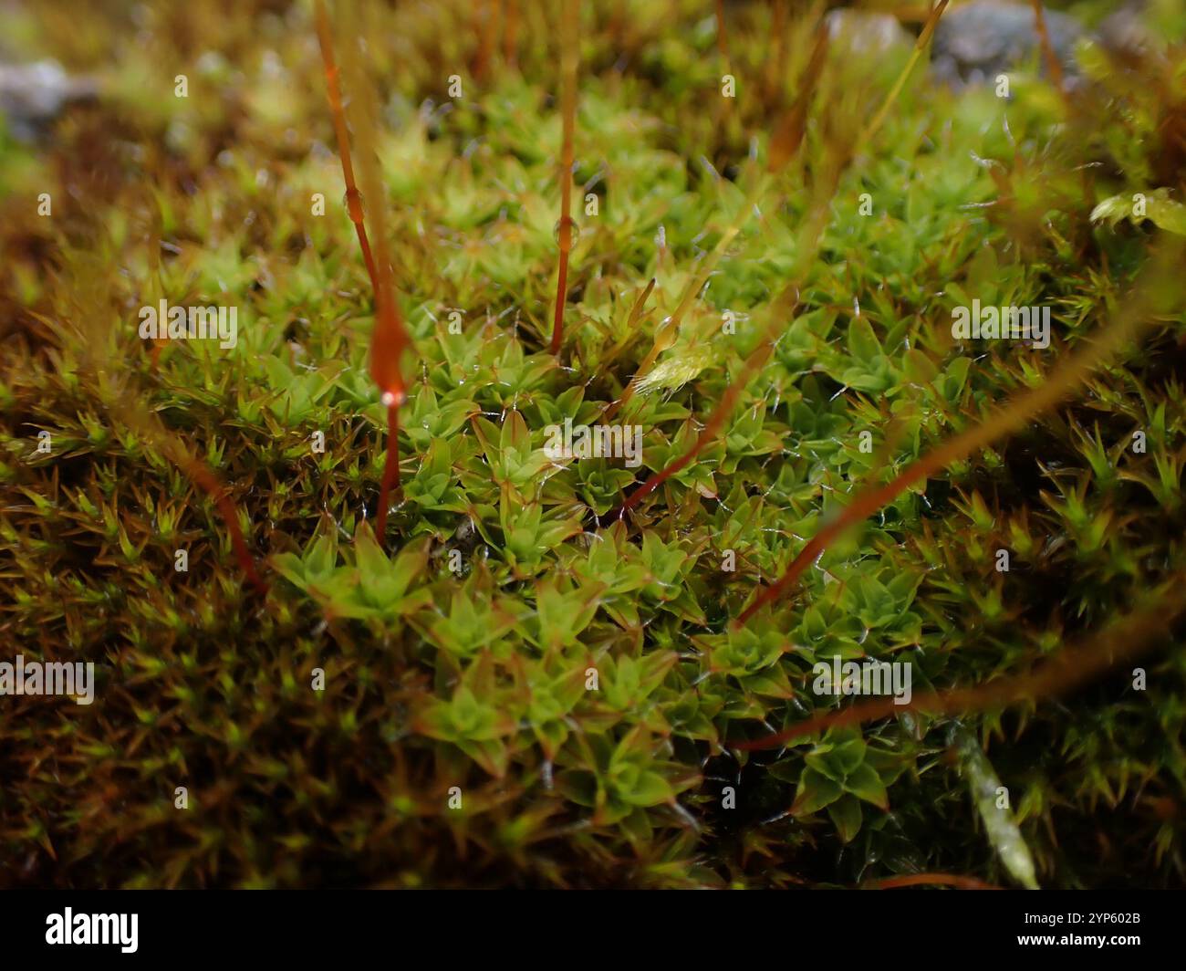 Brown Screw-moss (Syntrichia princeps Stock Photo - Alamy