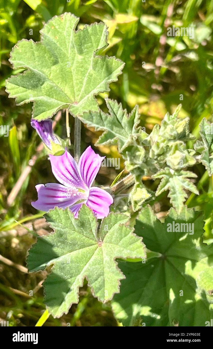 Cretan mallow (Malva multiflora Stock Photo - Alamy