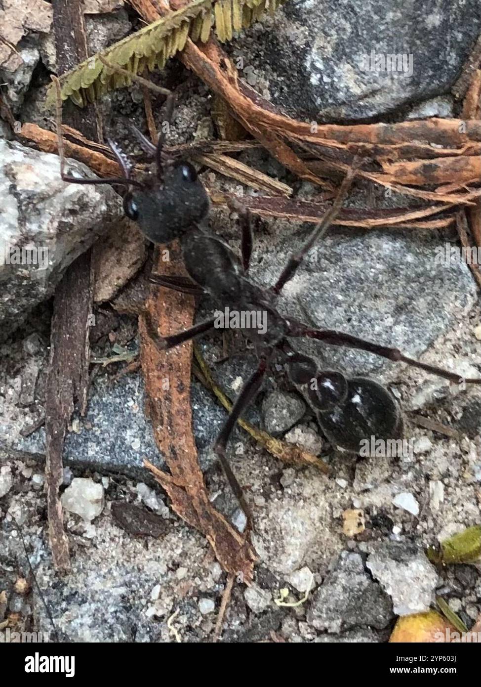 Inch Ant (Myrmecia pyriformis Stock Photo - Alamy