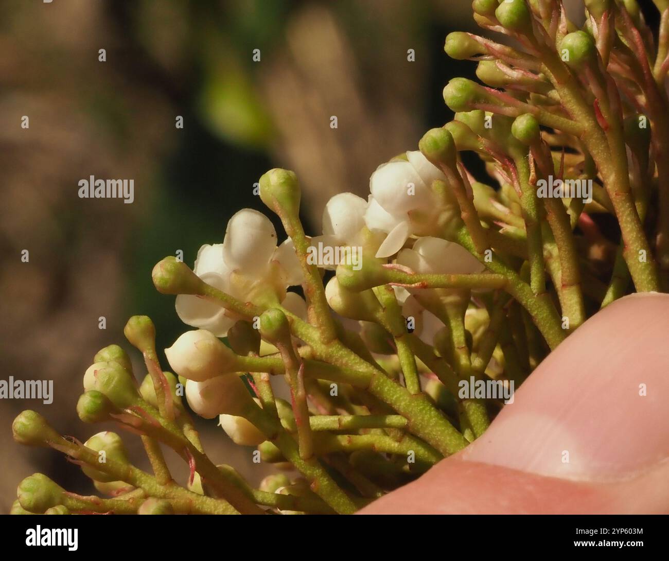 Chinese Photinia (Photinia serratifolia Stock Photo - Alamy