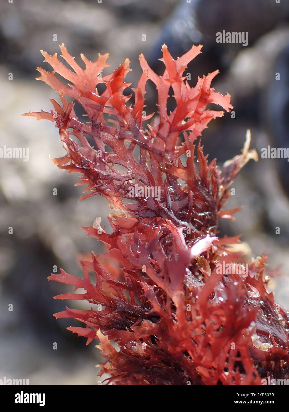 red algae (Rhodophyta Stock Photo - Alamy