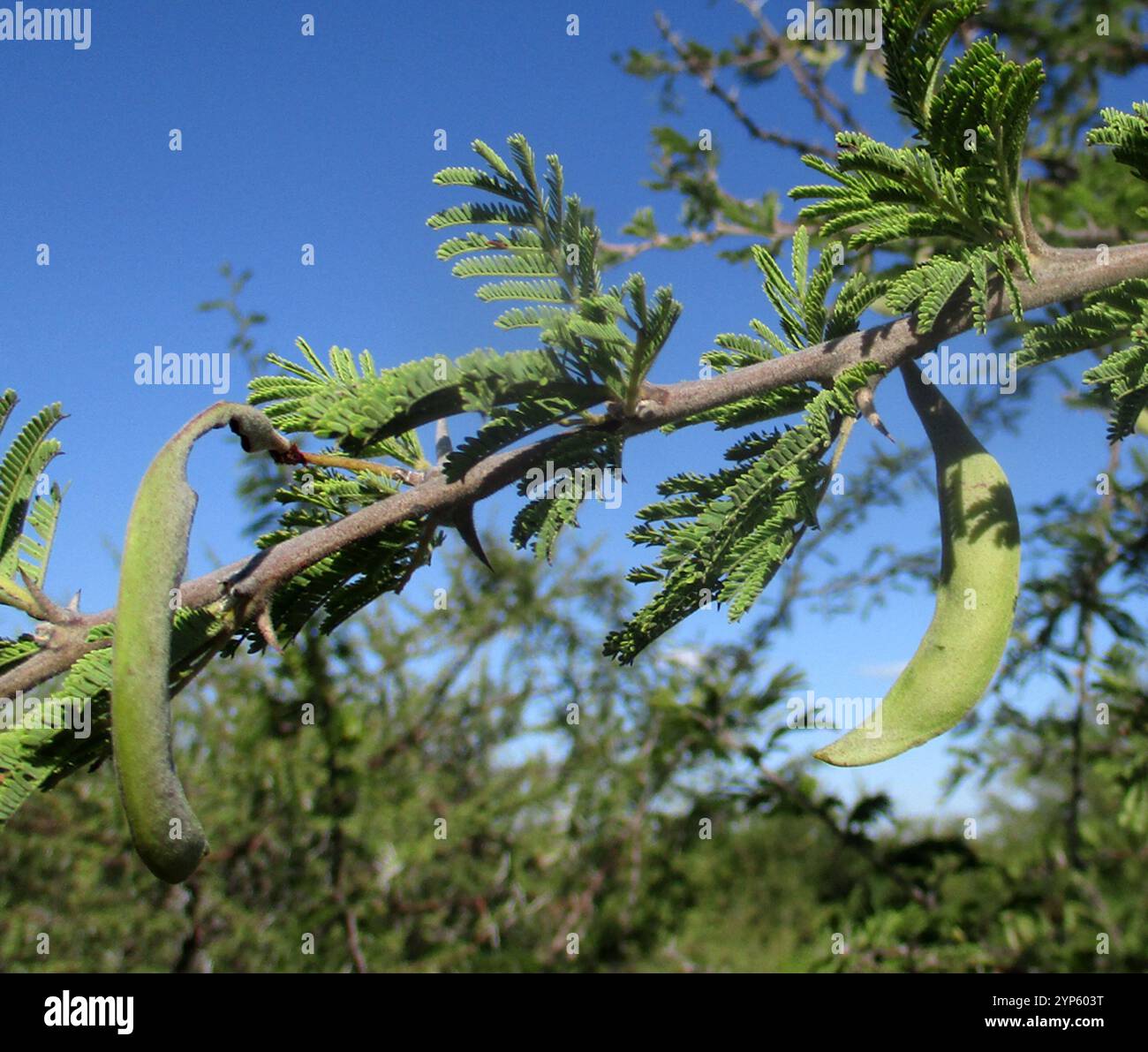 thorn trees (Vachellia Stock Photo - Alamy