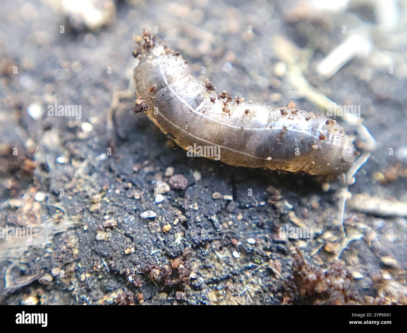 Crane Flies (Tipulomorpha Stock Photo - Alamy