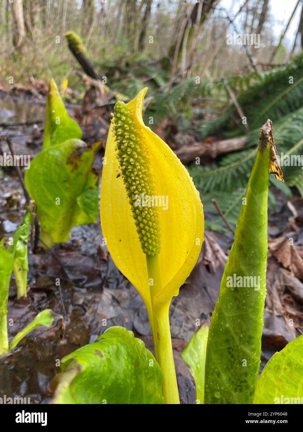 western skunk cabbage (Lysichiton americanus Stock Photo - Alamy