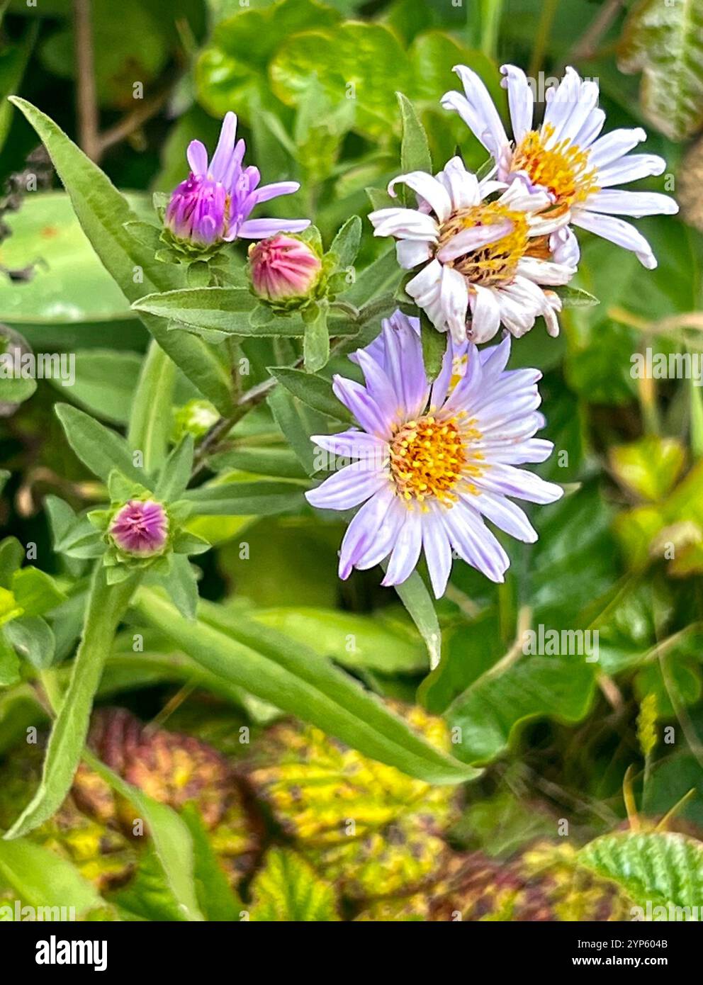 Pacific Aster (Symphyotrichum chilense Stock Photo - Alamy