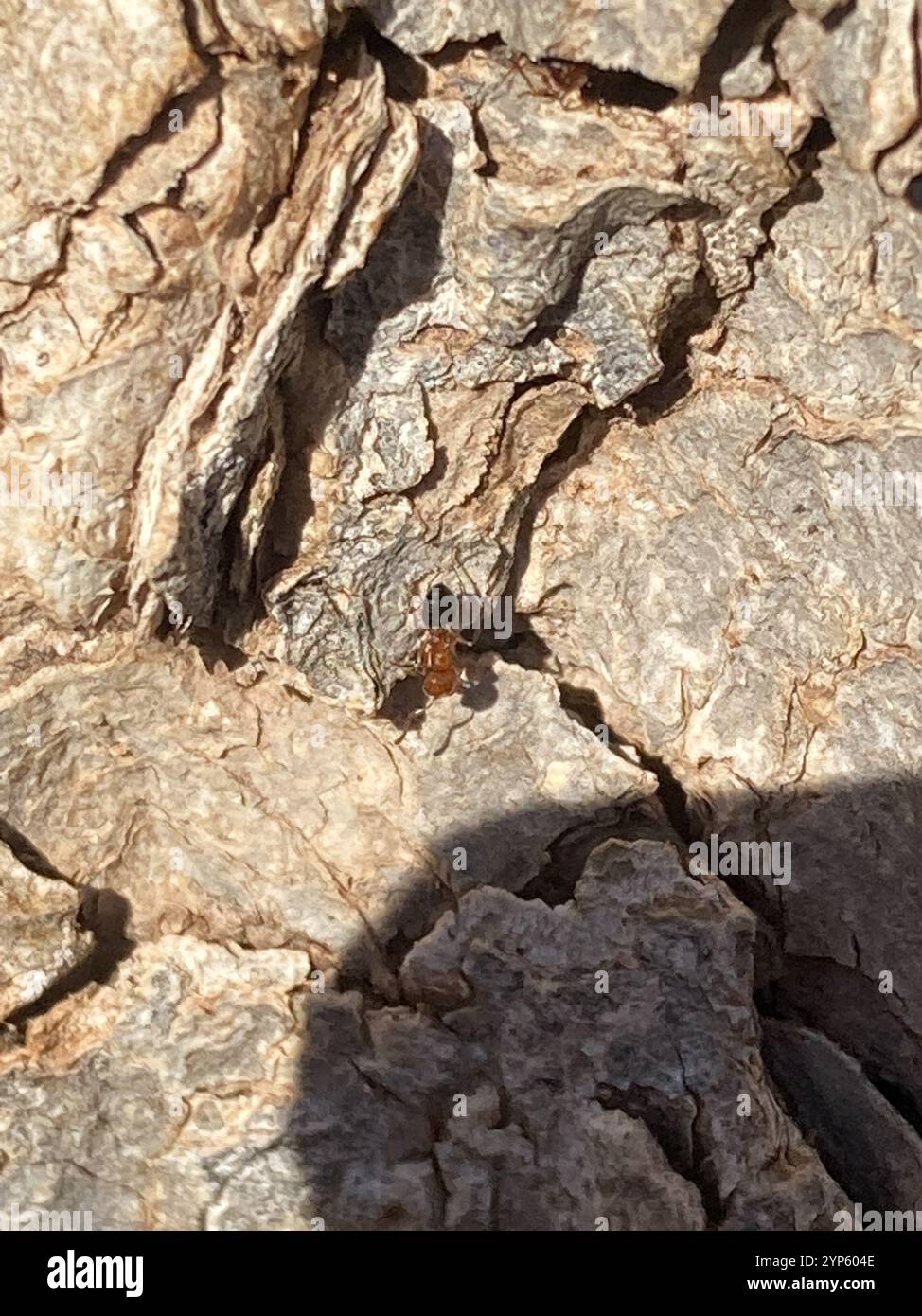 Shiny Acrobat Ant (Crematogaster laeviuscula Stock Photo - Alamy