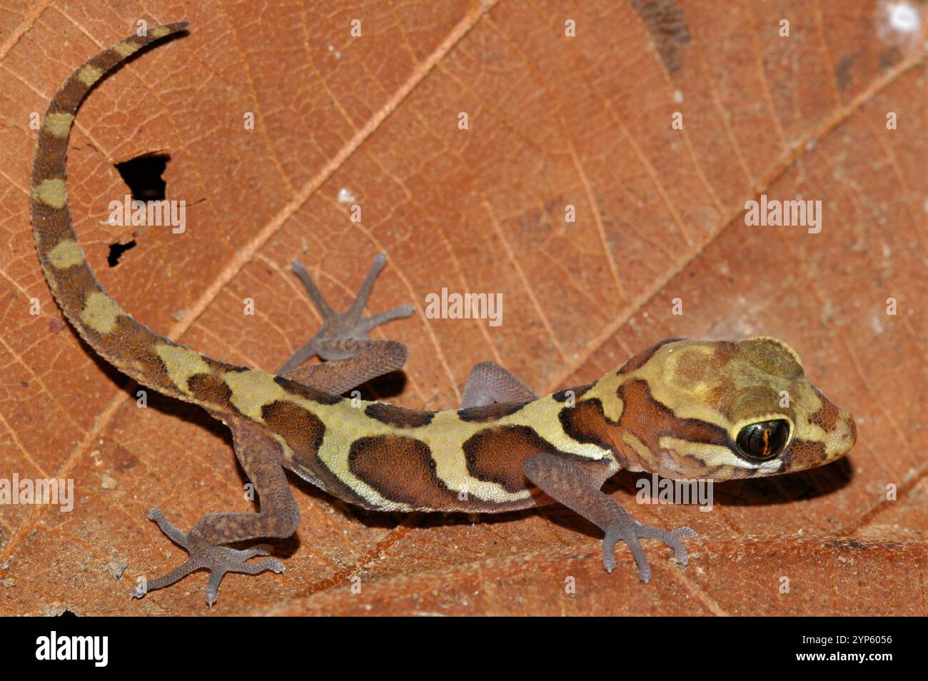 Madagascar ground gecko hi-res stock photography and images - Alamy