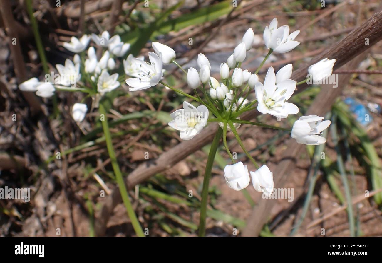 Naples garlic (Allium neapolitanum Stock Photo - Alamy